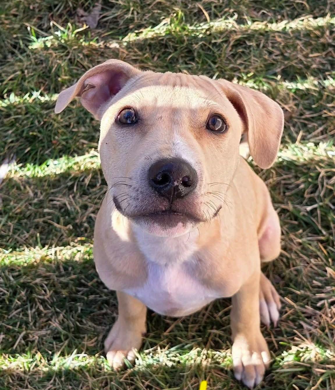 Endo - Adoptable Pet | Petfinder | Petfinder