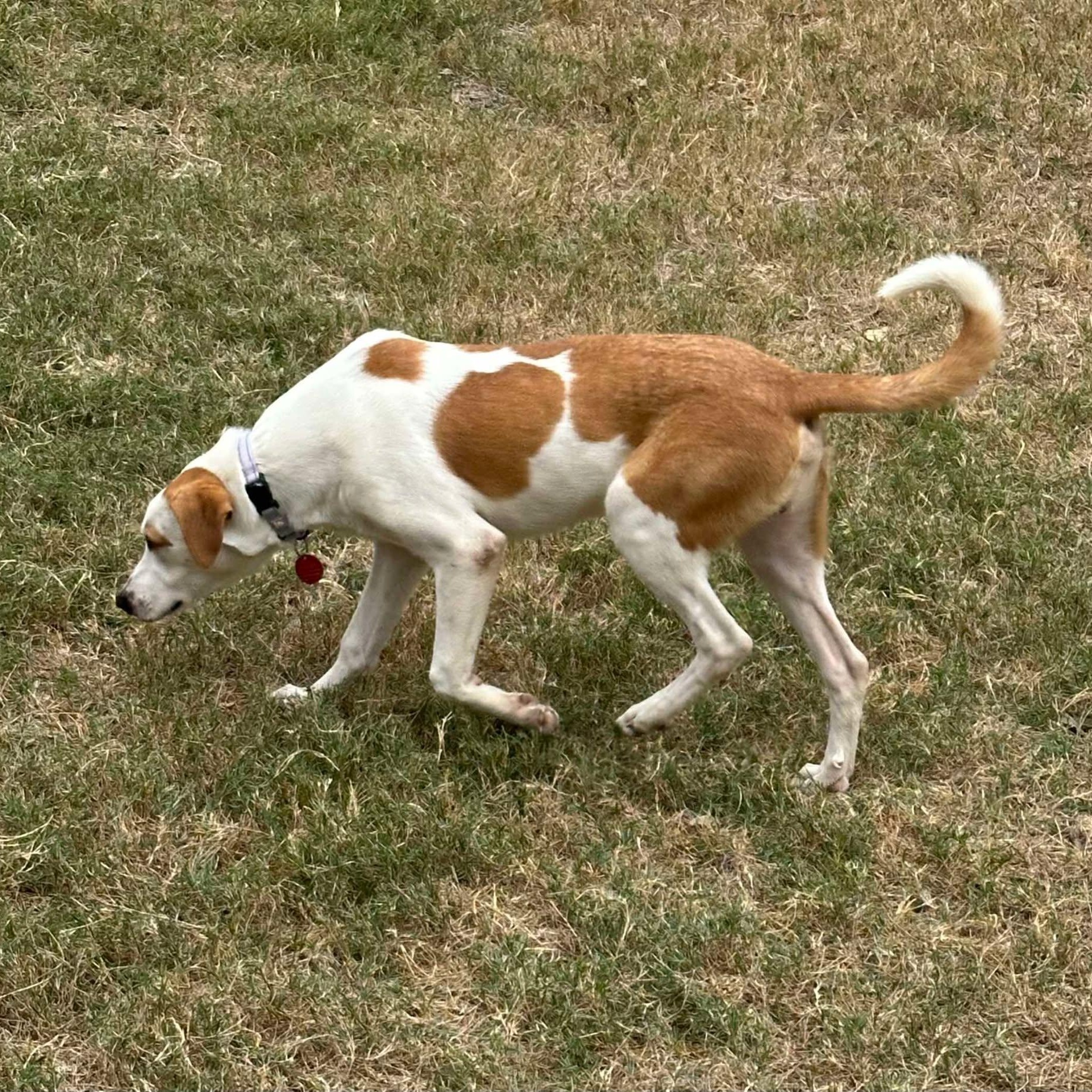 Dog for adoption - Phoenix, an American Foxhound Mix in Kennewick , WA ...