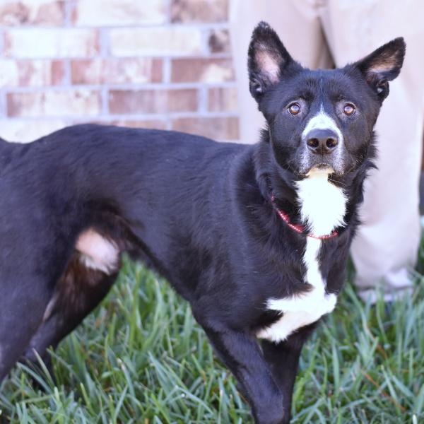 Dog for adoption - Shadow, a Shepherd Mix in Puyallup, WA | Petfinder