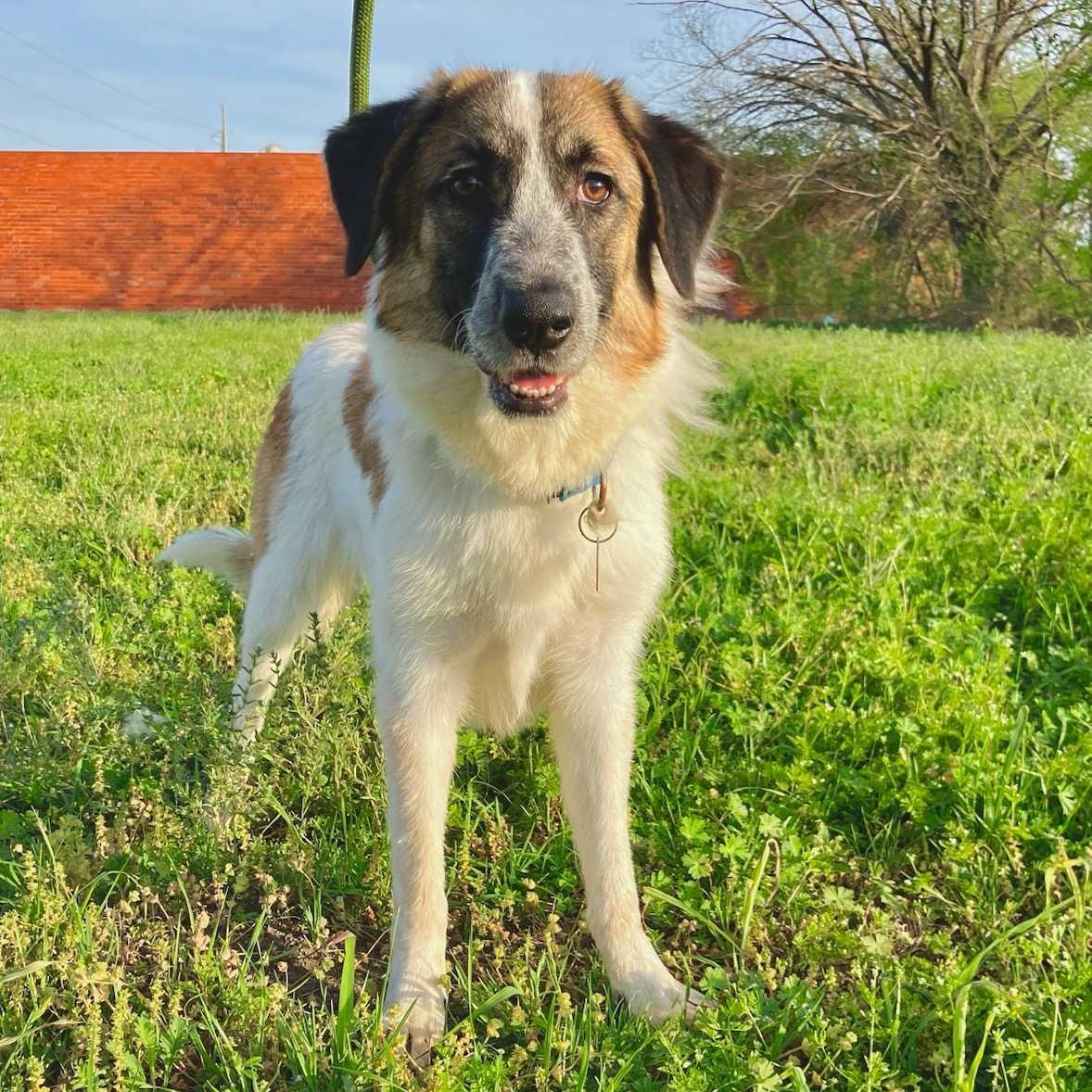 Dog for adoption - Tara, a Mixed Breed in Bowdoin, ME | Petfinder