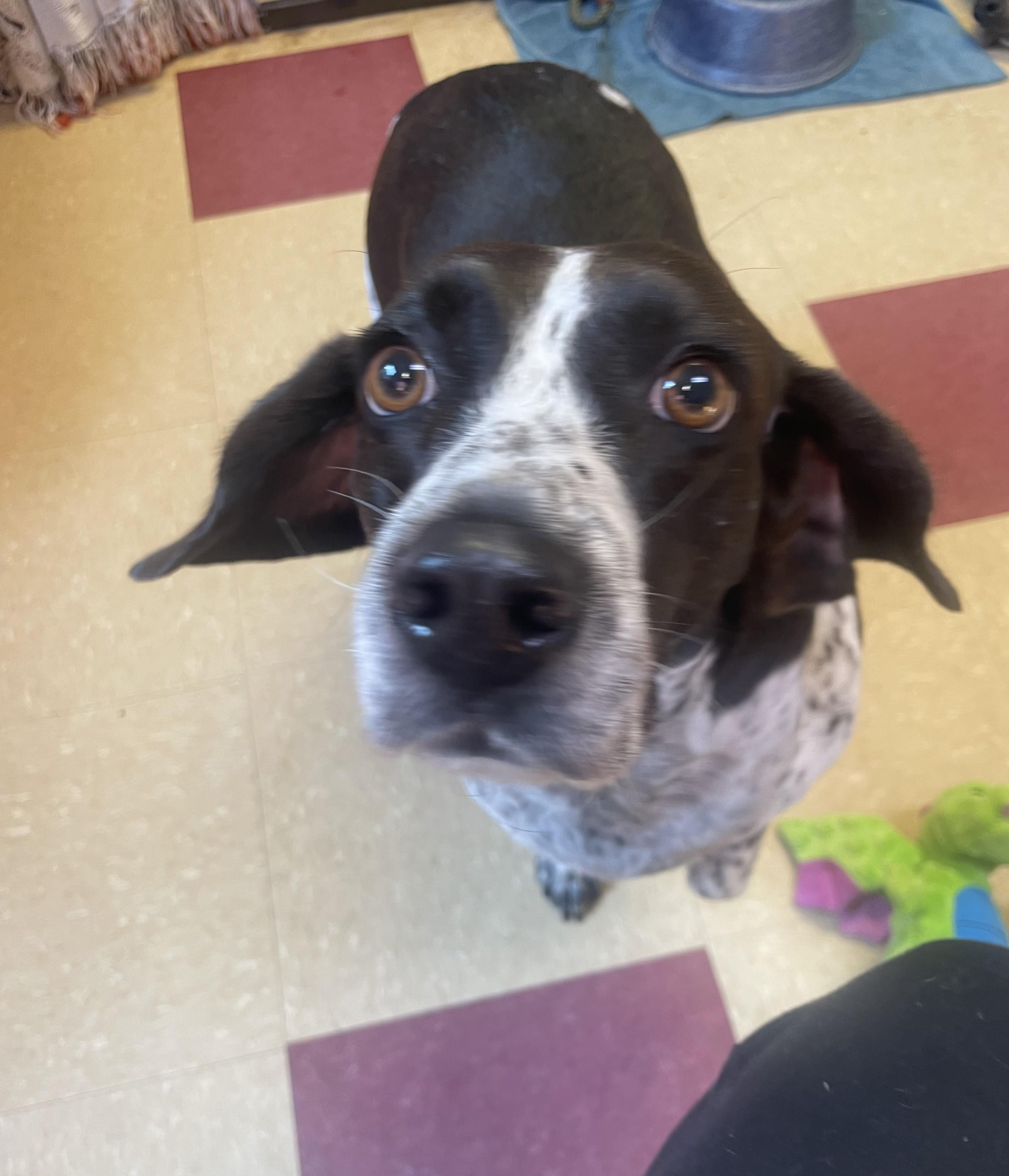 Dog for adoption - Kimber, a Beagle & German Shorthaired Pointer Mix in ...