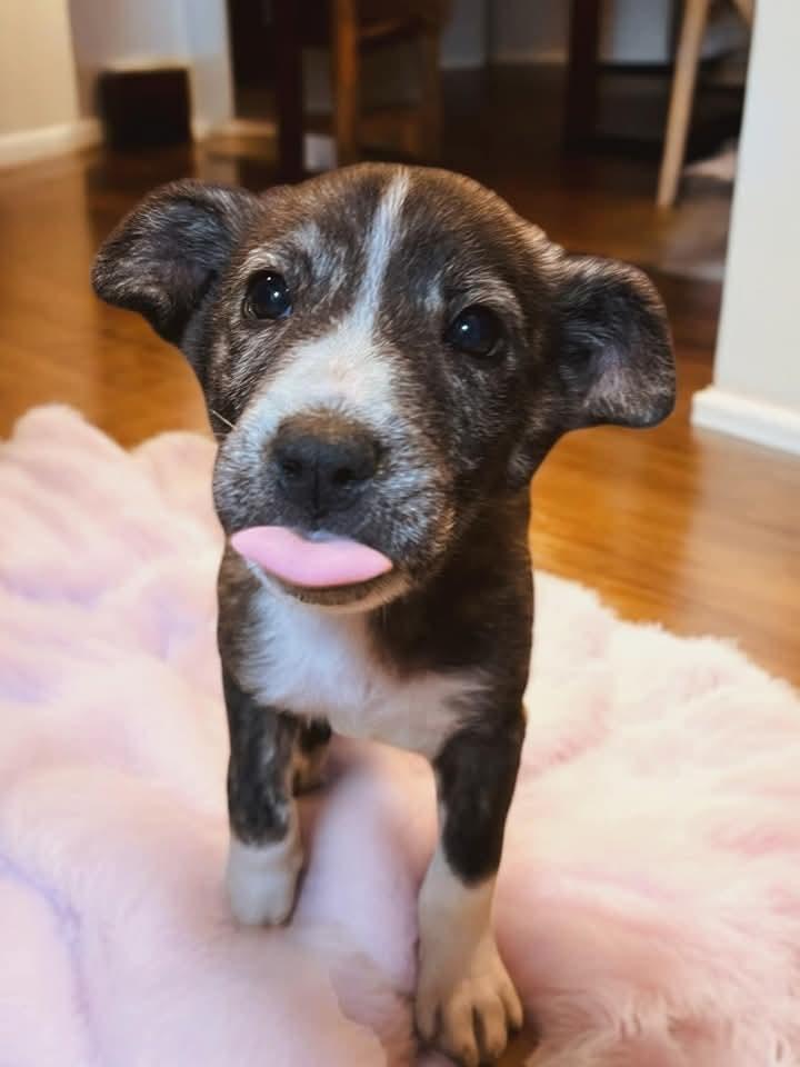 Dog for adoption - Tweed, an Australian Cattle Dog / Blue Heeler ...