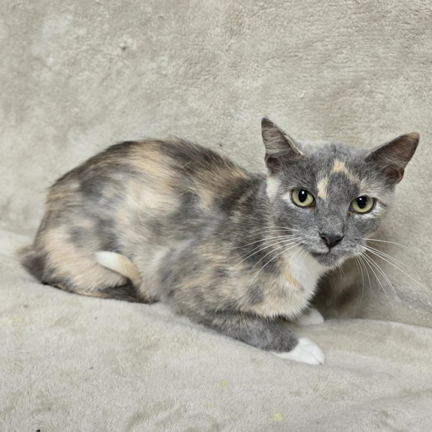 Cat for adoption - Erica, a Domestic Short Hair in Waterloo, IA | Petfinder