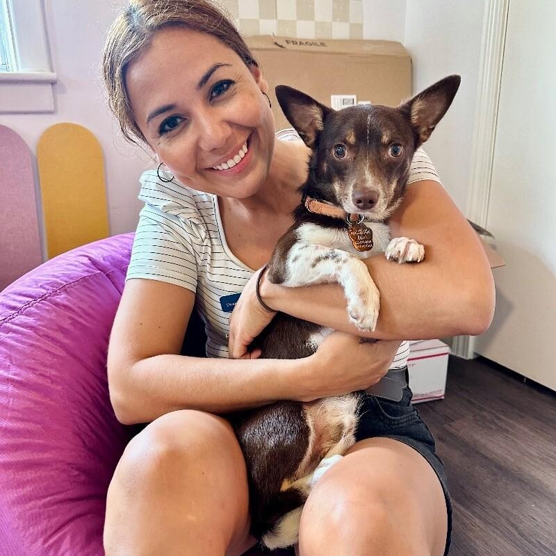 Dog for adoption - Camo, a Chihuahua & Jack Russell Terrier Mix in ...