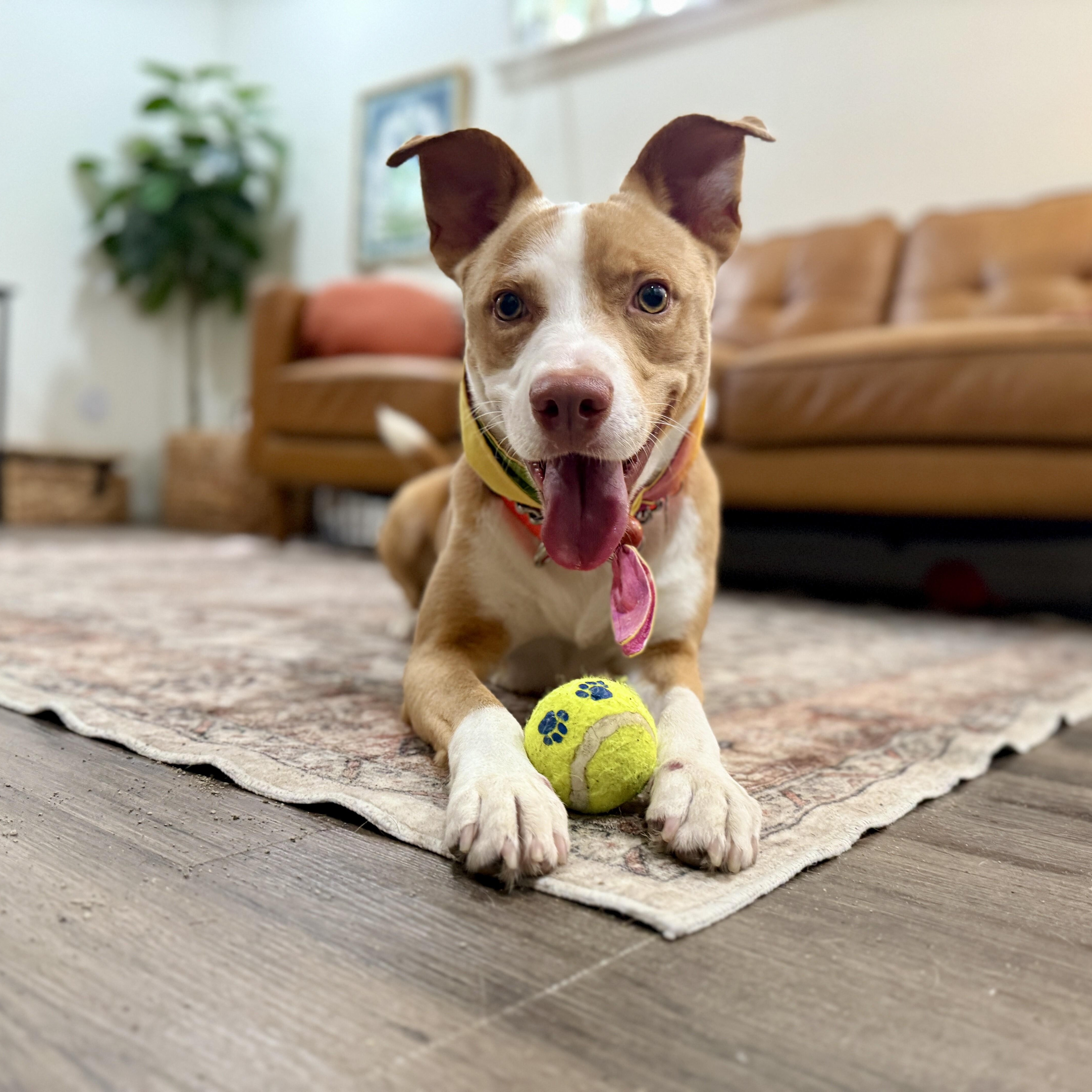 Dog for adoption - Dash Daydream Cuddle and Fun All-Star Supreme, a ...