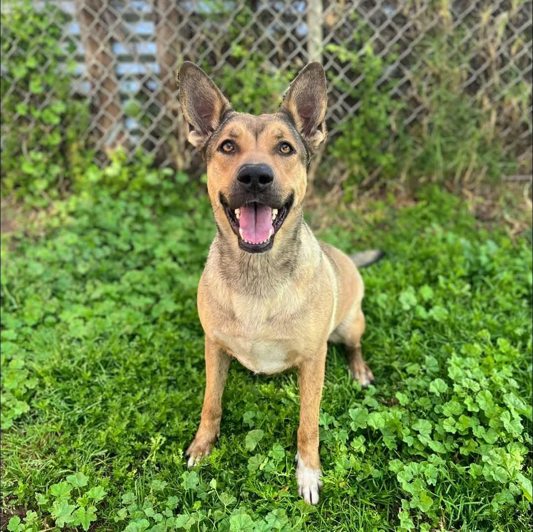 Dog for adoption - Luna, a German Shepherd Dog Mix in Lafayette, CA ...