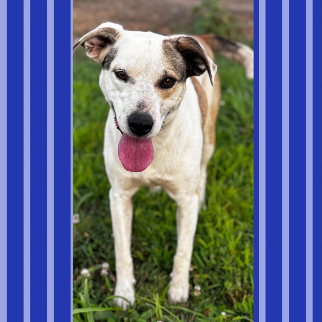 Dog for adoption - Waylon - MI, a Catahoula Leopard Dog Mix in Ferndale, MI | Petfinder