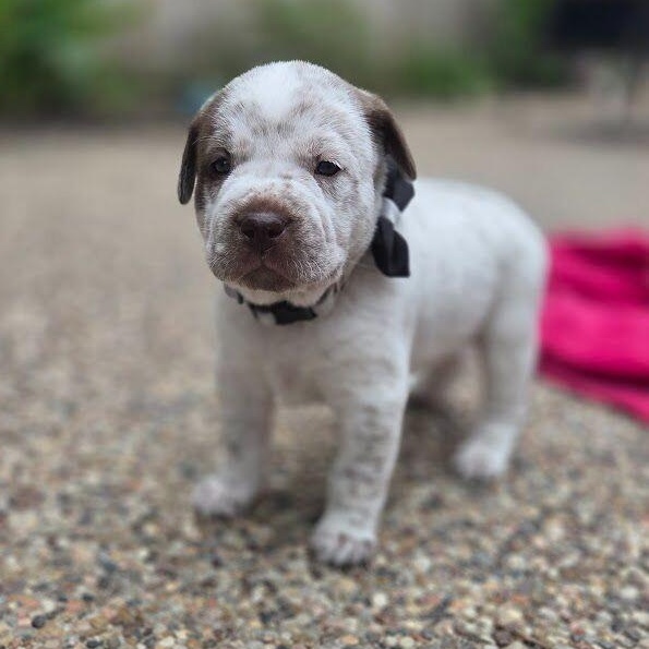 Dog for adoption - Cosmos Flower Power, a Husky & Labrador Retriever ...