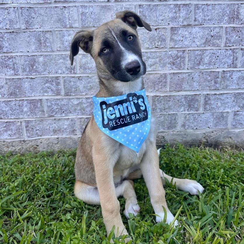 Dog for adoption - Cassie, a German Shepherd Dog & Husky Mix in Vancouver, WA | Petfinder