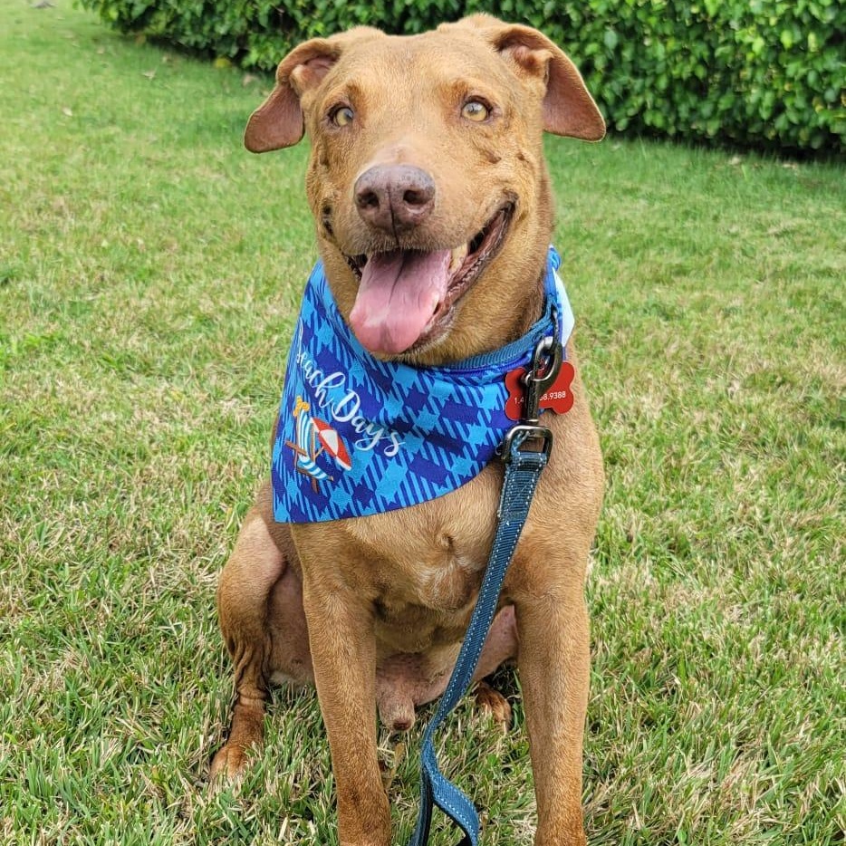Dog for adoption - Scooby, a Yellow Labrador Retriever Mix in Berwick ...