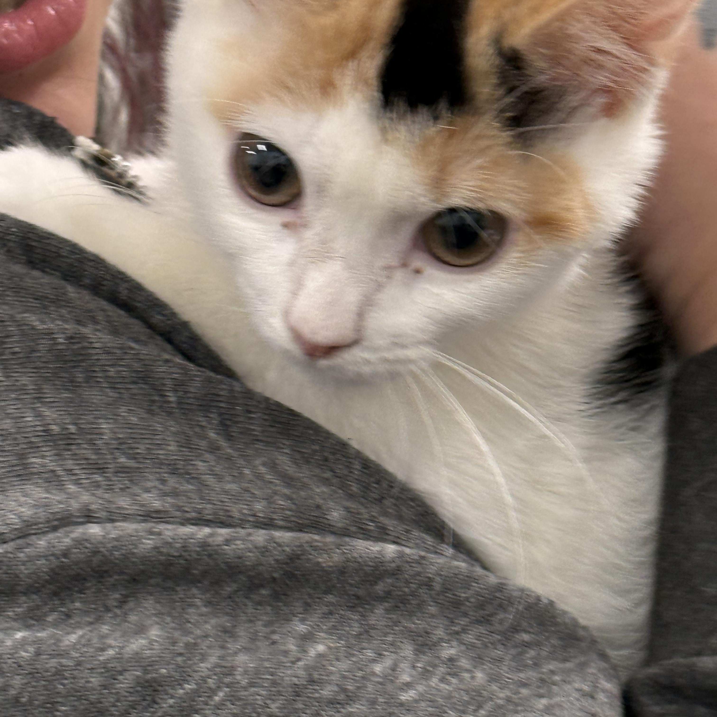 Holly - Adoptable Pet | Petfinder | Petfinder