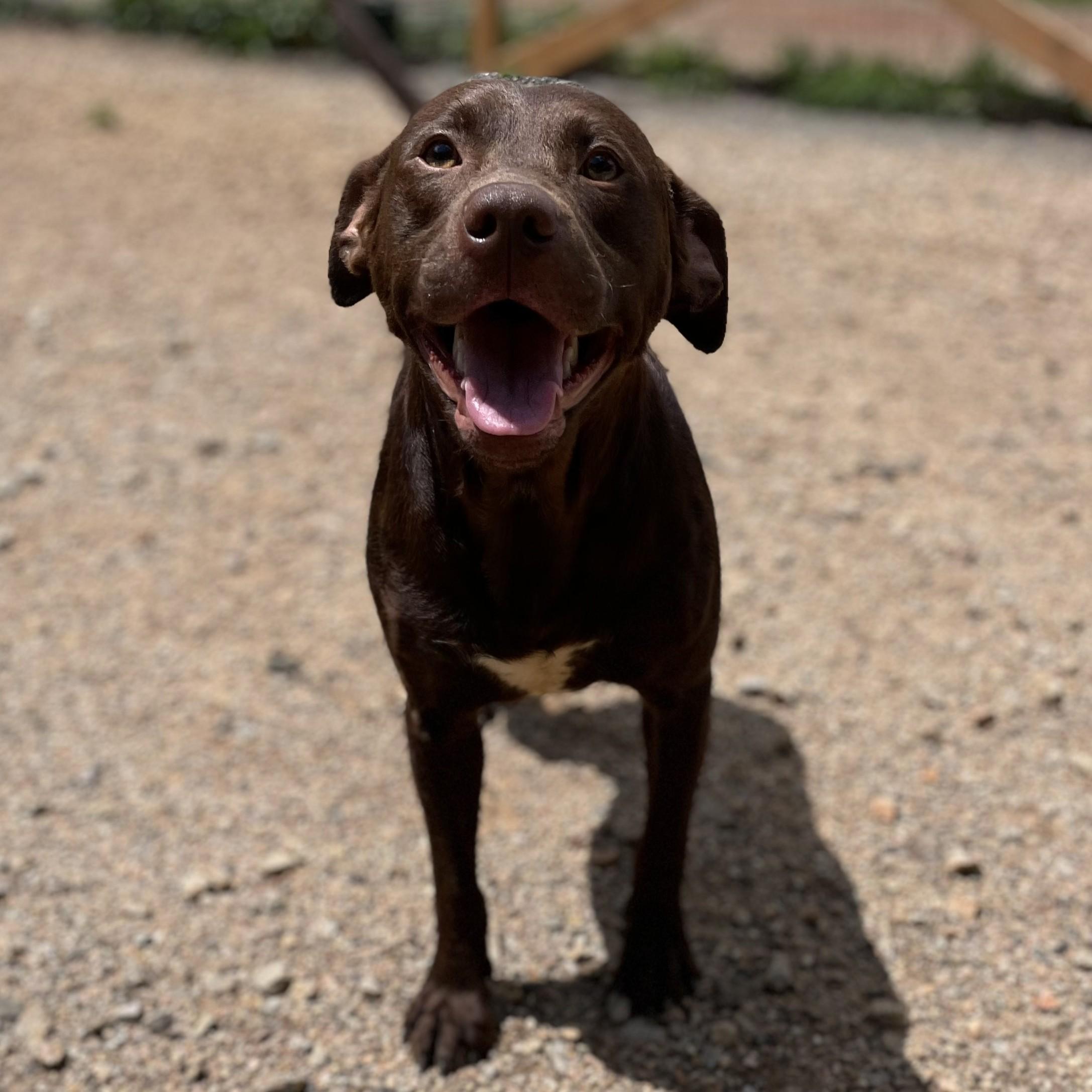 Dog for adoption - Squirrely Dan, a Labrador Retriever & Pit Bull ...