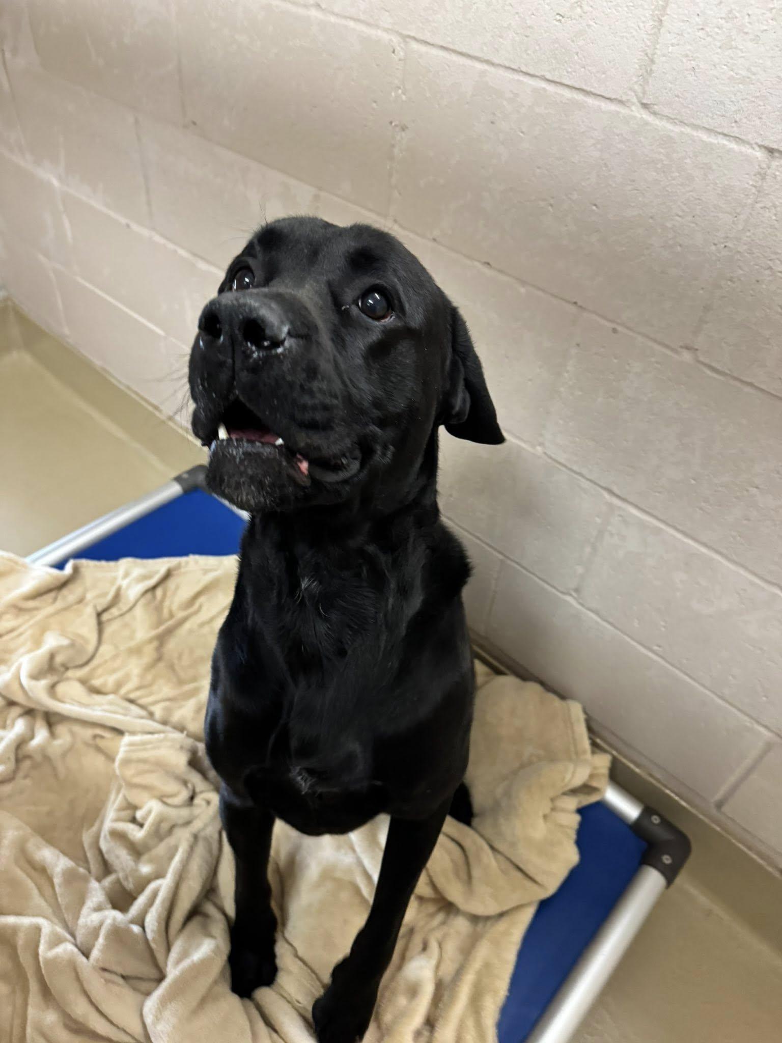 Dog Adopted - Ace a Labrador Retriever Dog in Clayton, NJ | Petfinder