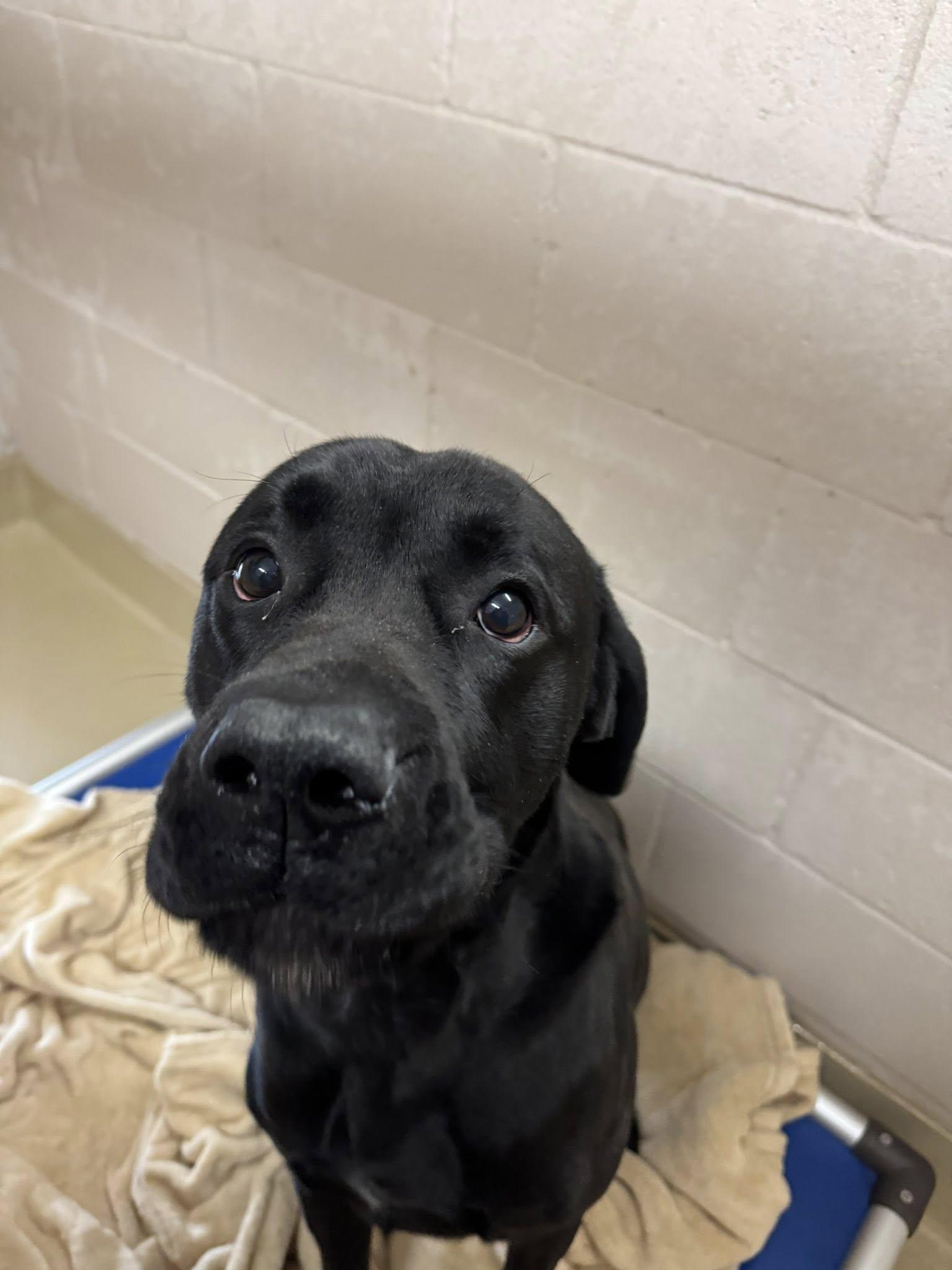 Ace - Adoptable Pet | Petfinder | Petfinder