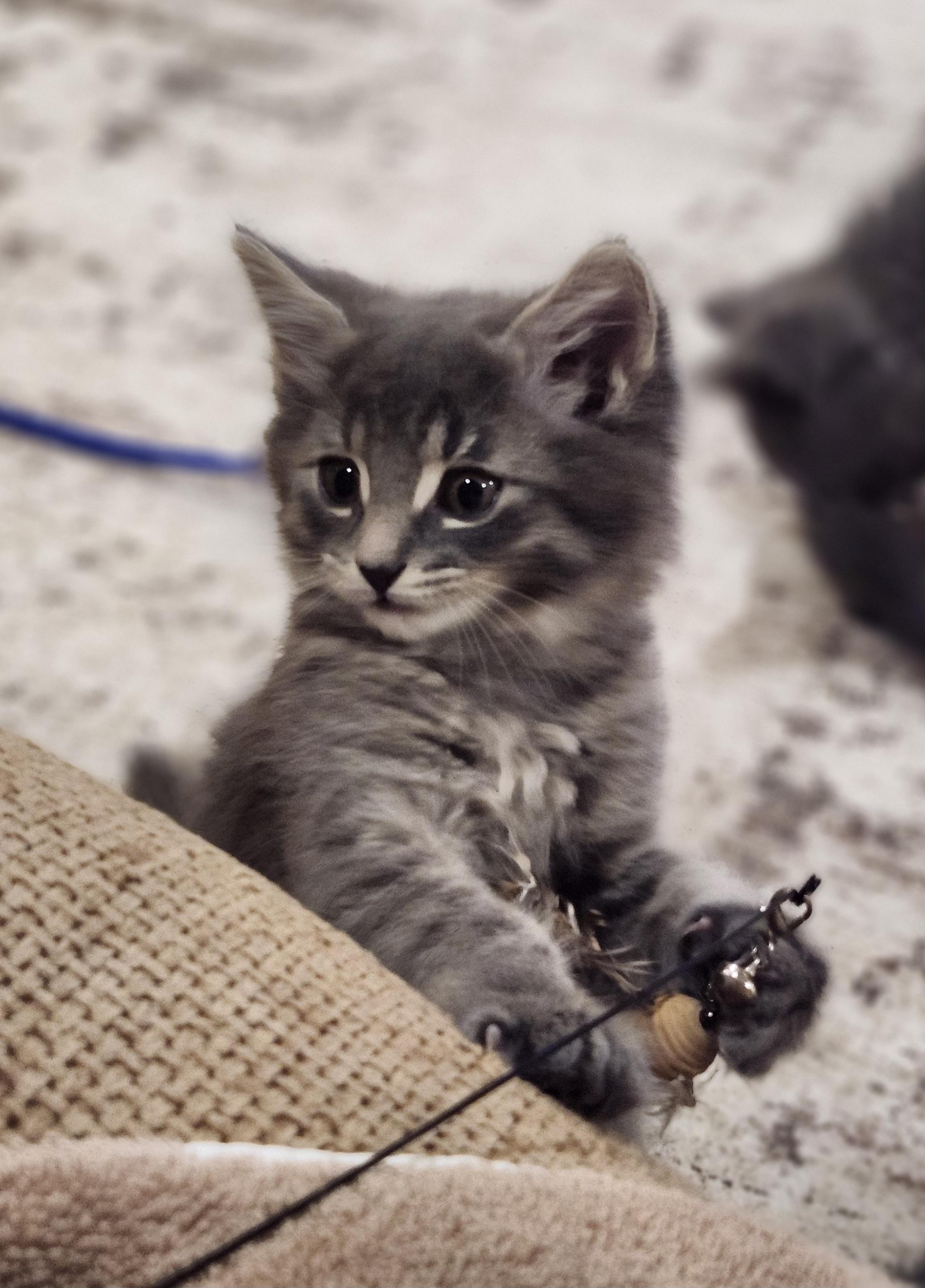 Hagrid - Adoptable Pet | Petfinder | Petfinder