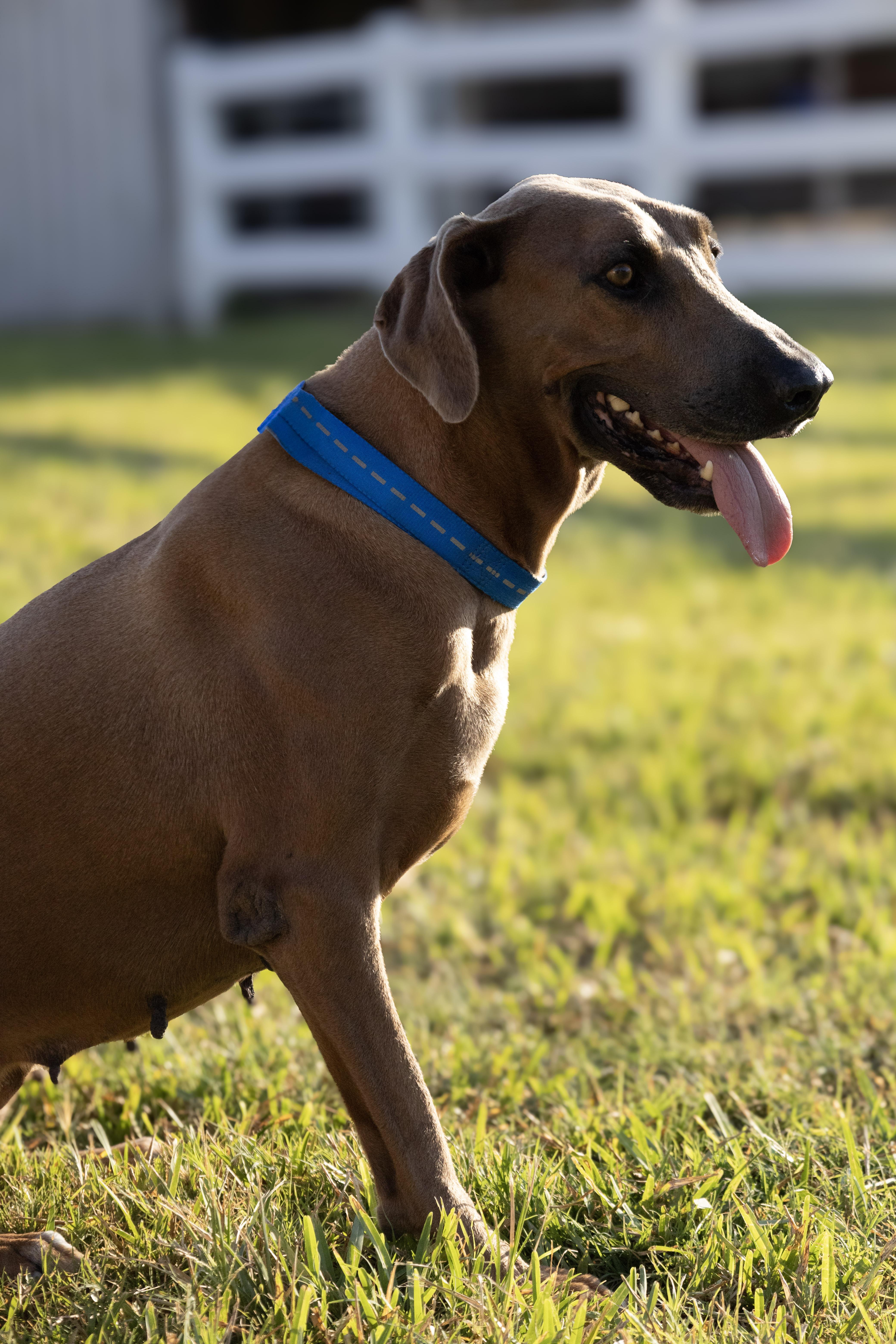 Dog for adoption - Mirella, a Rhodesian Ridgeback in Tumwater, WA | Petfinder