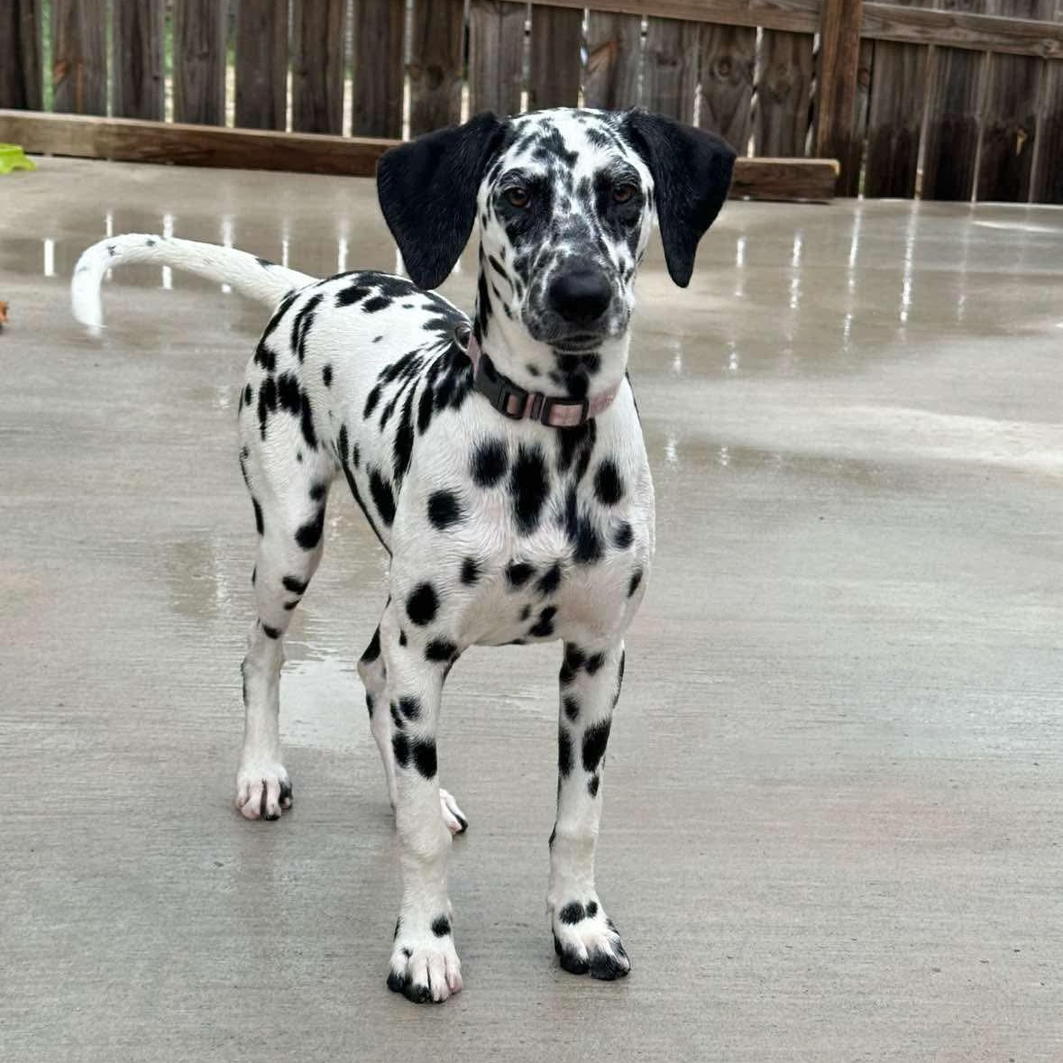 Dog for adoption - Daisy, a Dalmatian in Patterson, NY | Petfinder