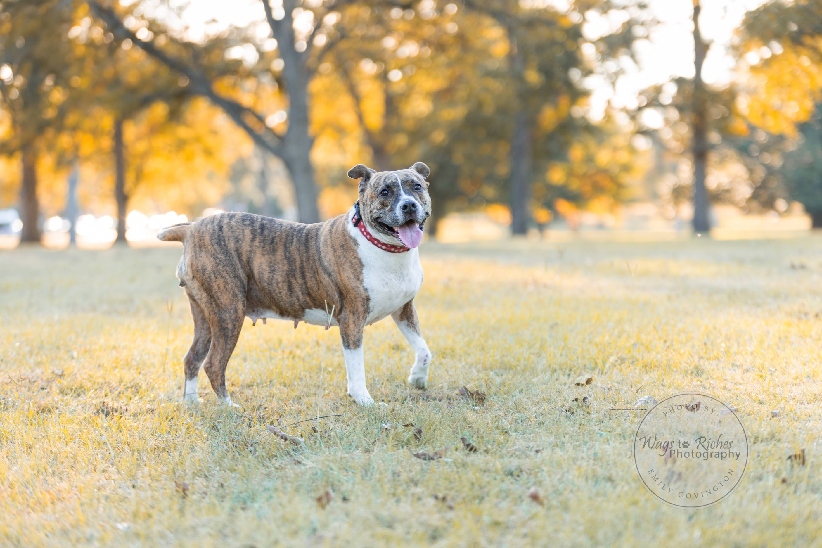 Dog for adoption - Bella, a Terrier & Boxer Mix in Tuscaloosa, AL ...