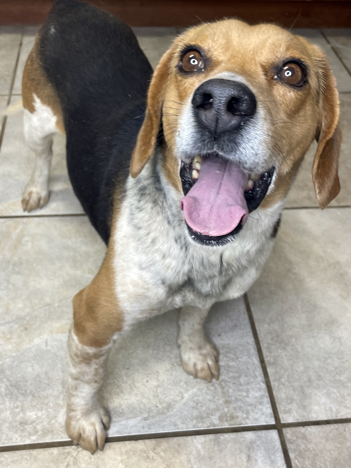 Available Dogs - The A.R.K - Animal Recycling Kennel