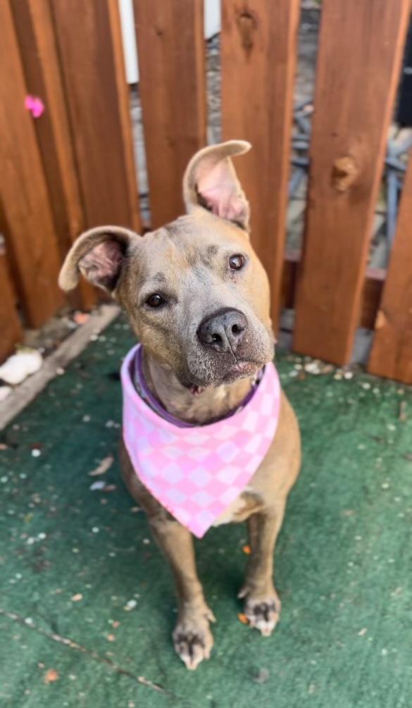Dog for adoption - Freya, a Mixed Breed in Spokane, WA | Petfinder