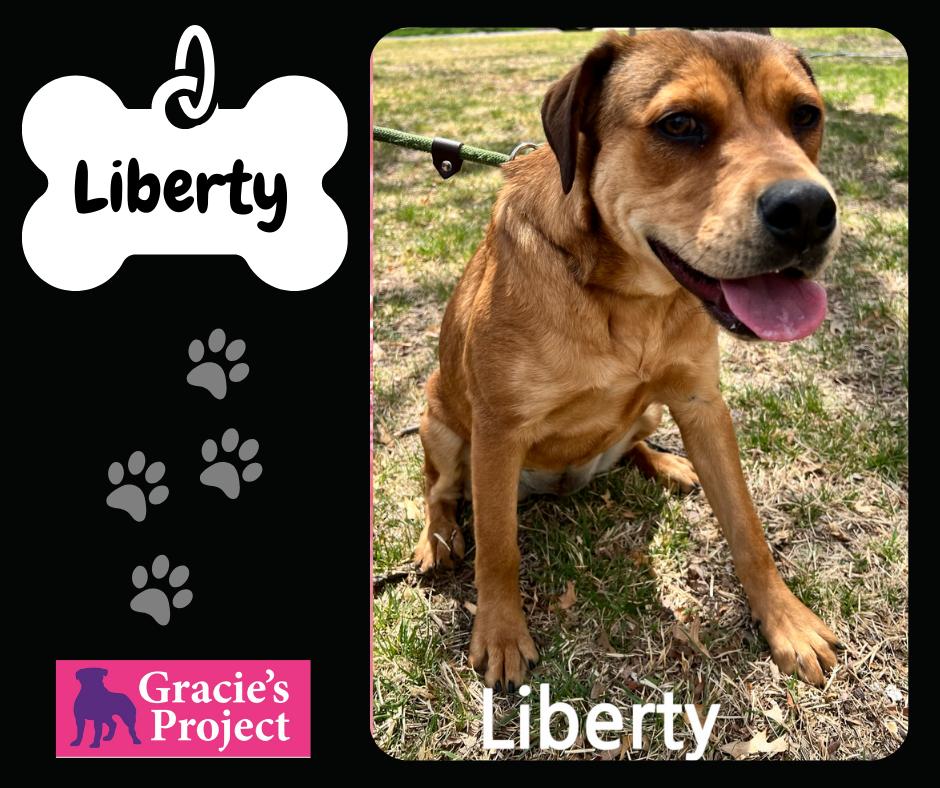 Dog for adoption - Liberty, a Mixed Breed in Aurora, CO | Petfinder
