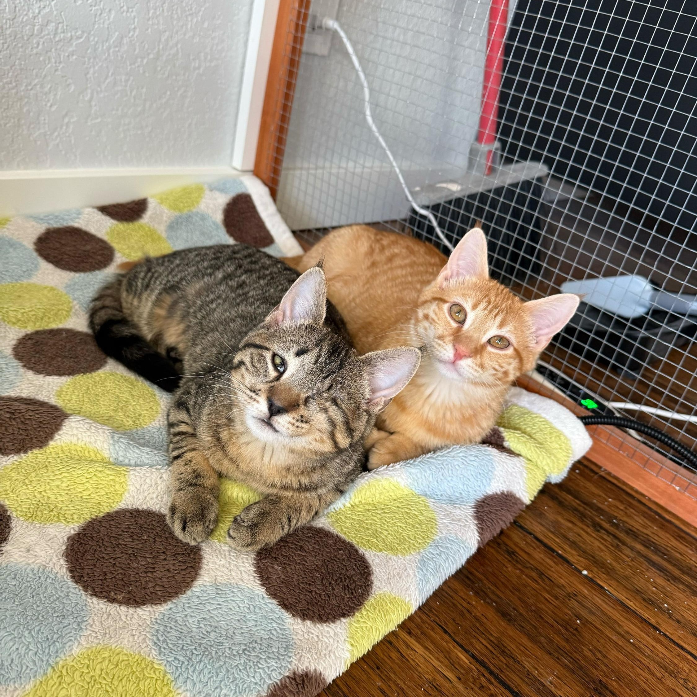 Cat for adoption - Sybil and Arthur, a Domestic Short Hair in Seattle ...