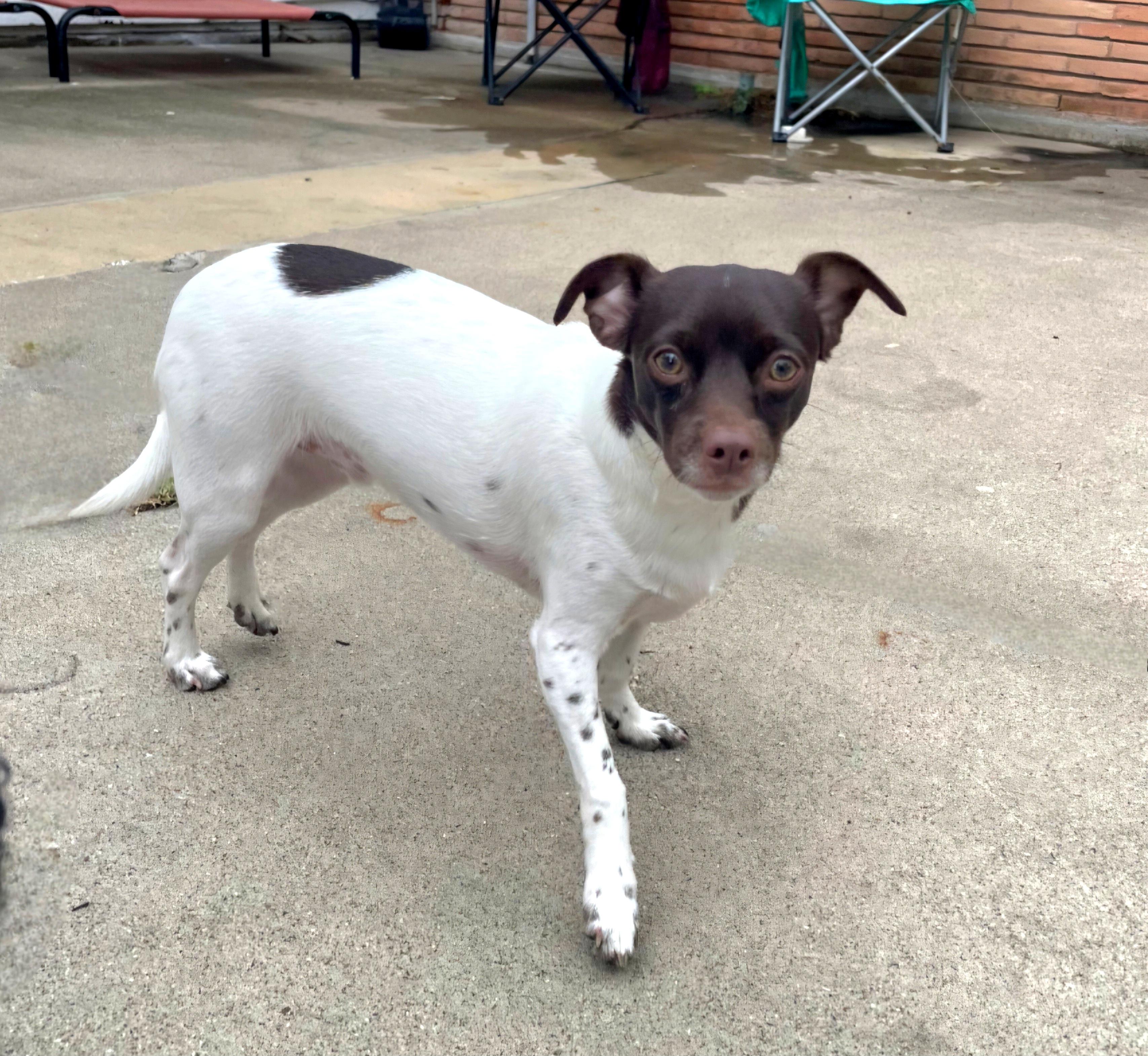 Dog for adoption - Brownie, a Rat Terrier & Chihuahua Mix in Fort ...