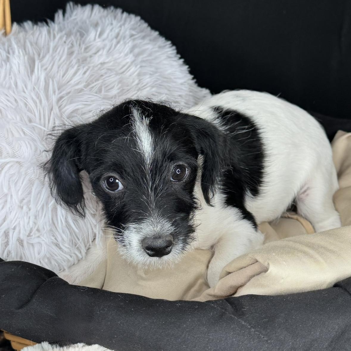 Dog for adoption - Kaden, a Dachshund & Fox Terrier Mix in Mukwonago, WI | Petfinder