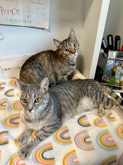 Cat for adoption - Julie and Joan , a Domestic Short Hair in Bellmawr ...