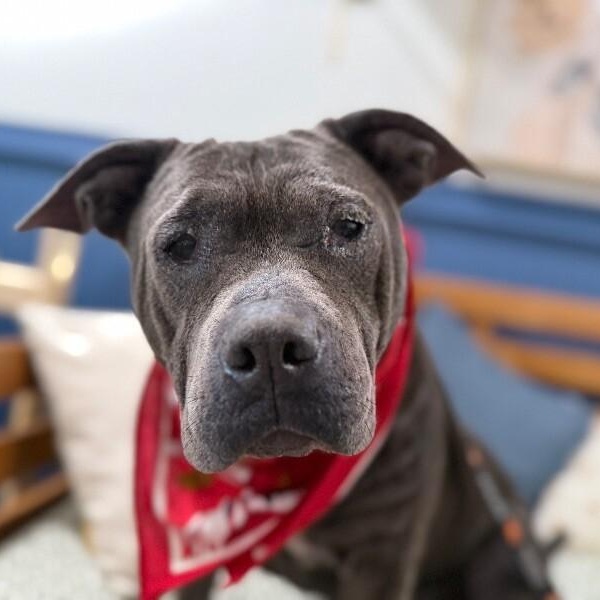 Dog for adoption - Sydney Squishy Sweetheart, a Pit Bull Terrier Mix in ...