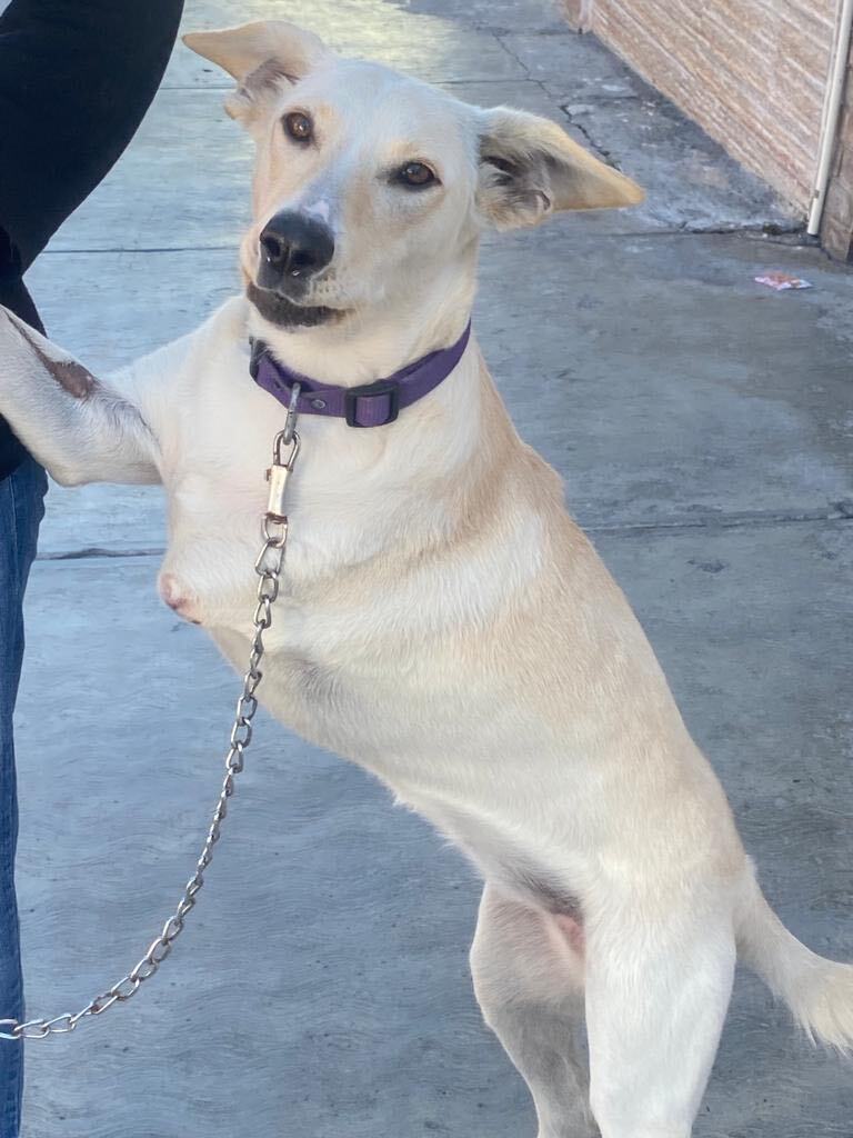 Dog for adoption - Estrella, a Labrador Retriever Mix in princeton, NJ ...