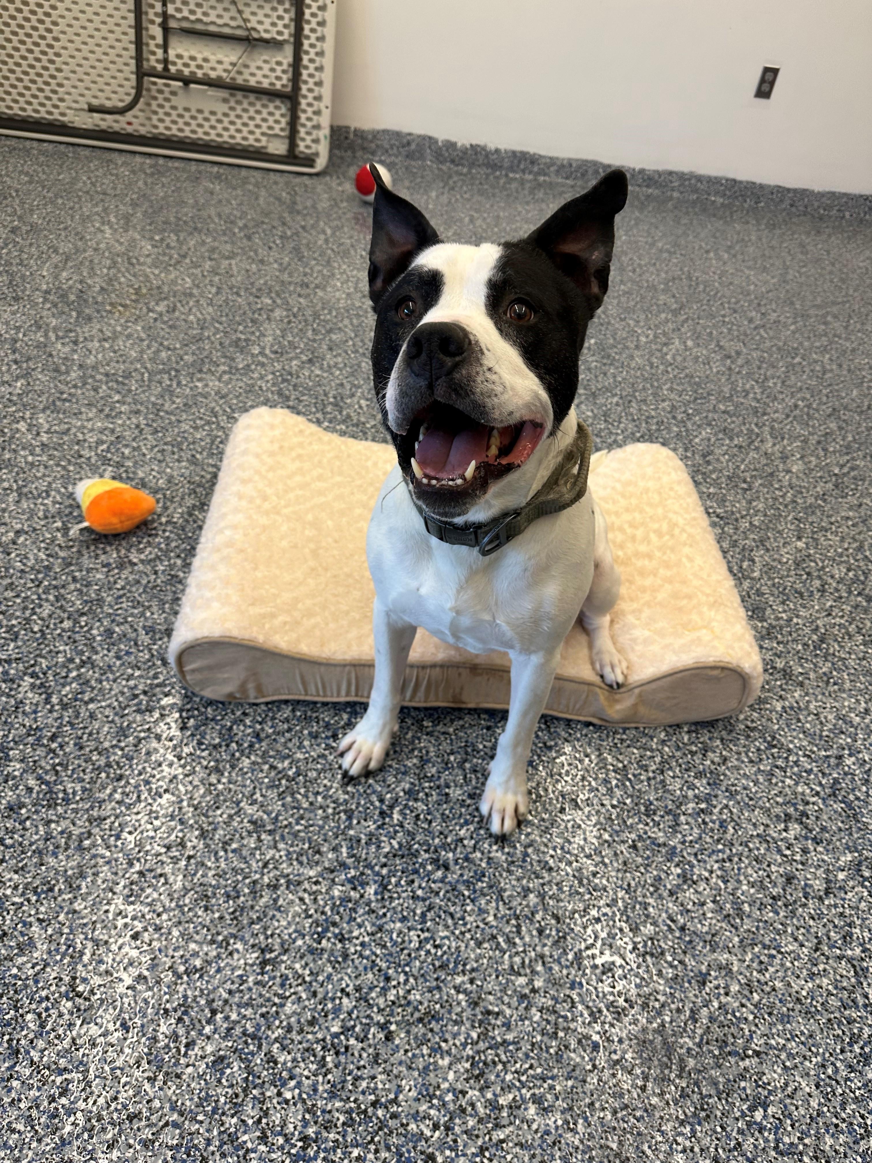 Dog for adoption - Zander, an American Bully & American Staffordshire ...