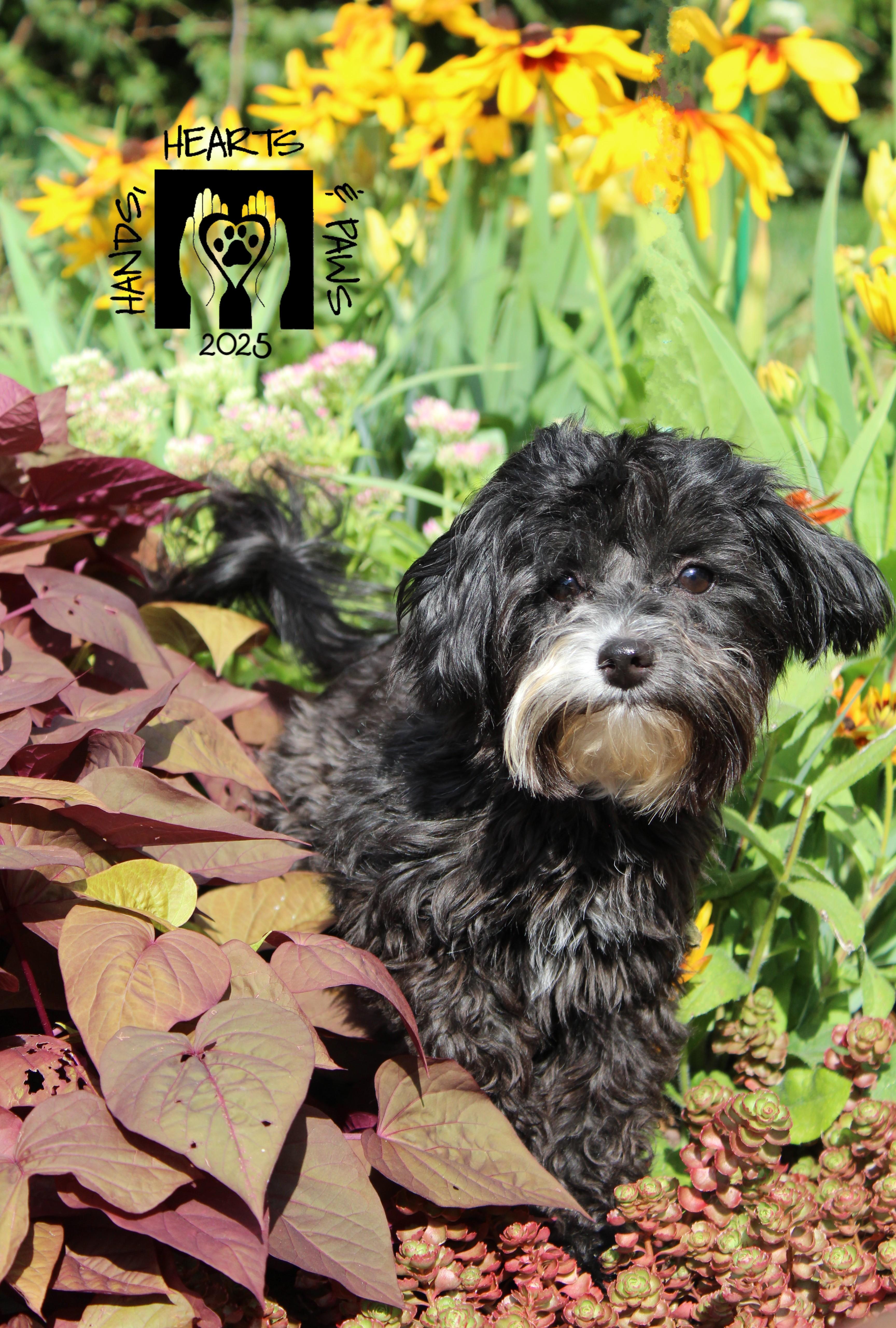 Fifi - Adoptable Pet | Petfinder | Petfinder