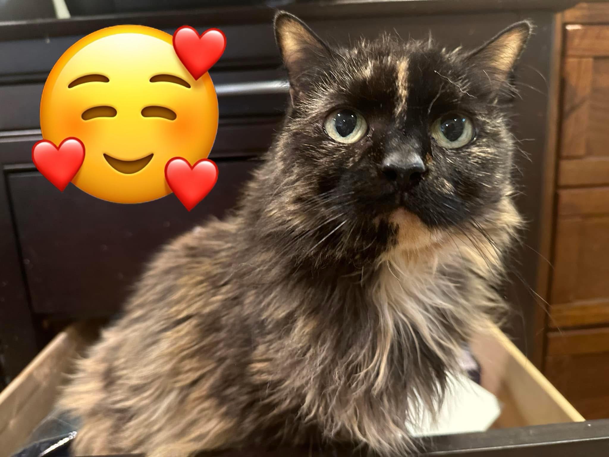 Cat for adoption - Jersey, a Domestic Long Hair in Flanders, NJ | Petfinder