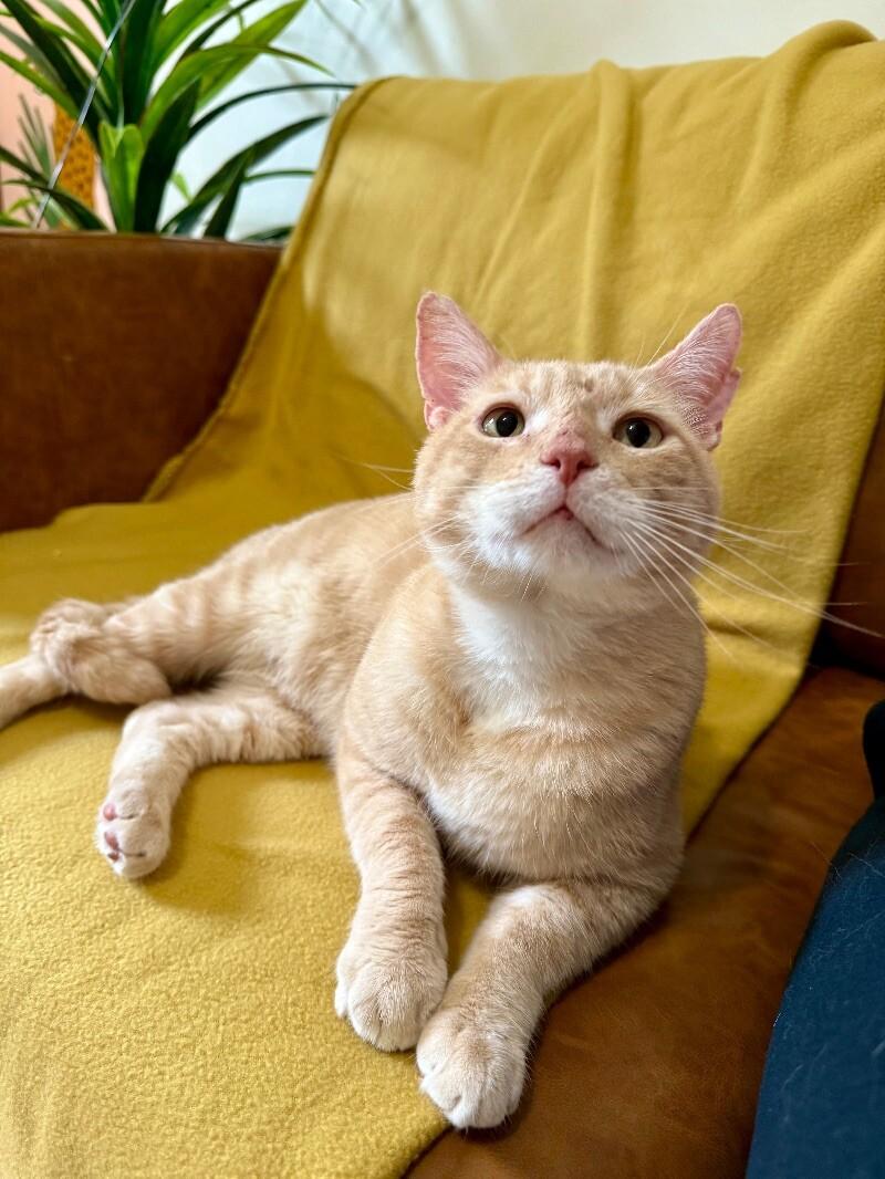 Cat for adoption - Tom Pitty, a Domestic Short Hair in Nashville, TN ...