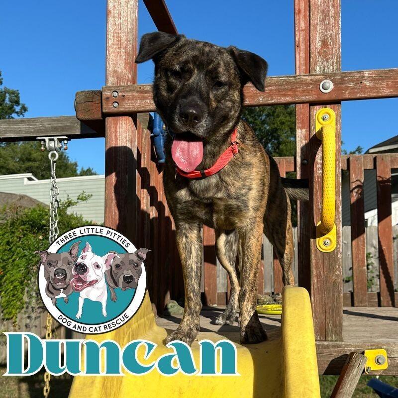 Dog for adoption - Duncan the Most Loyal Heart Dog, a German Shepherd ...