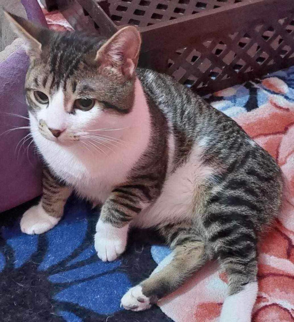 Cat for adoption - Taimur- Hoda, a Manx in Woodbridge, ON | Petfinder