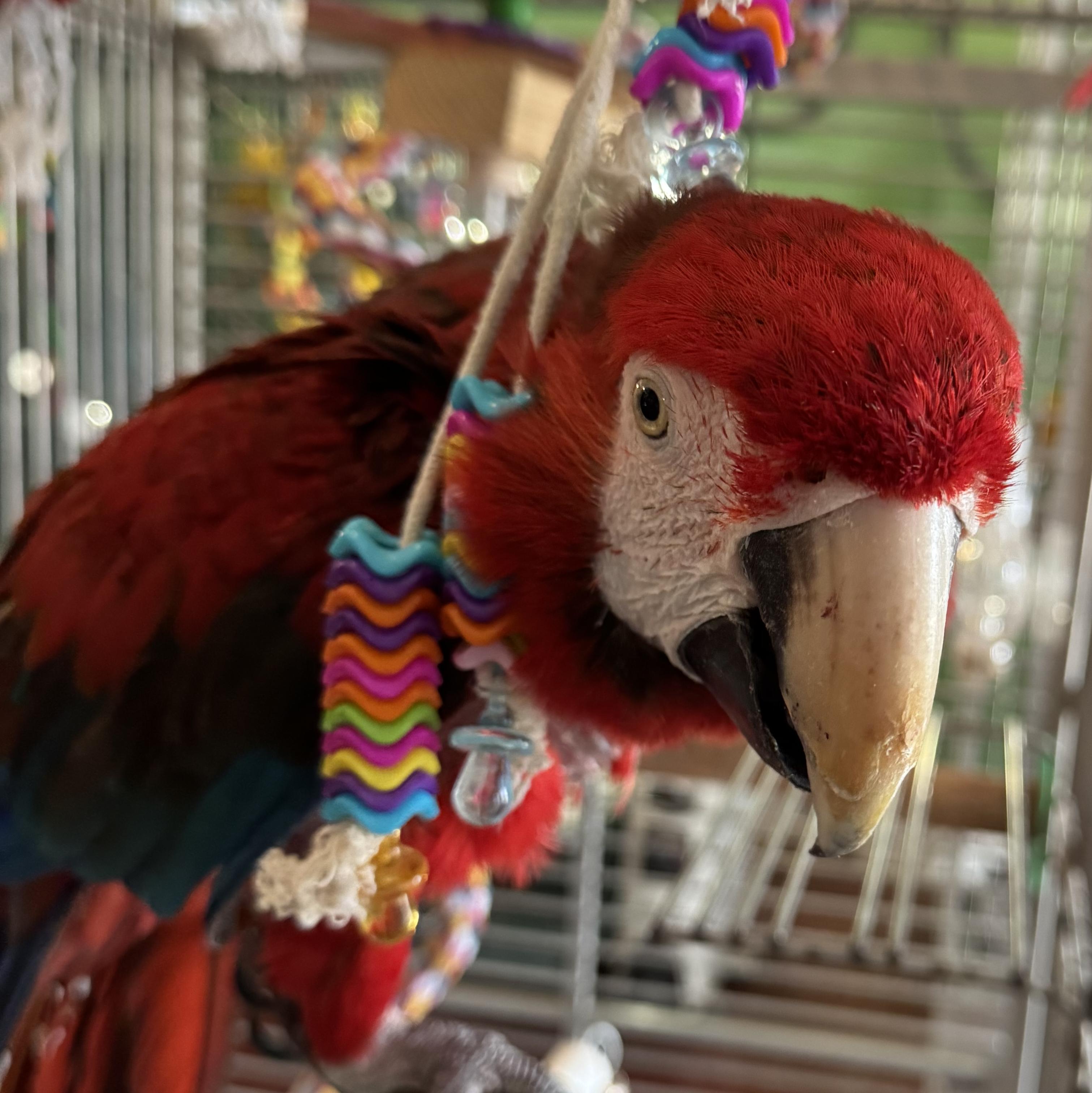 Parrot for adoption - Baby, a Macaw Mix in Alexander, NC | Petfinder