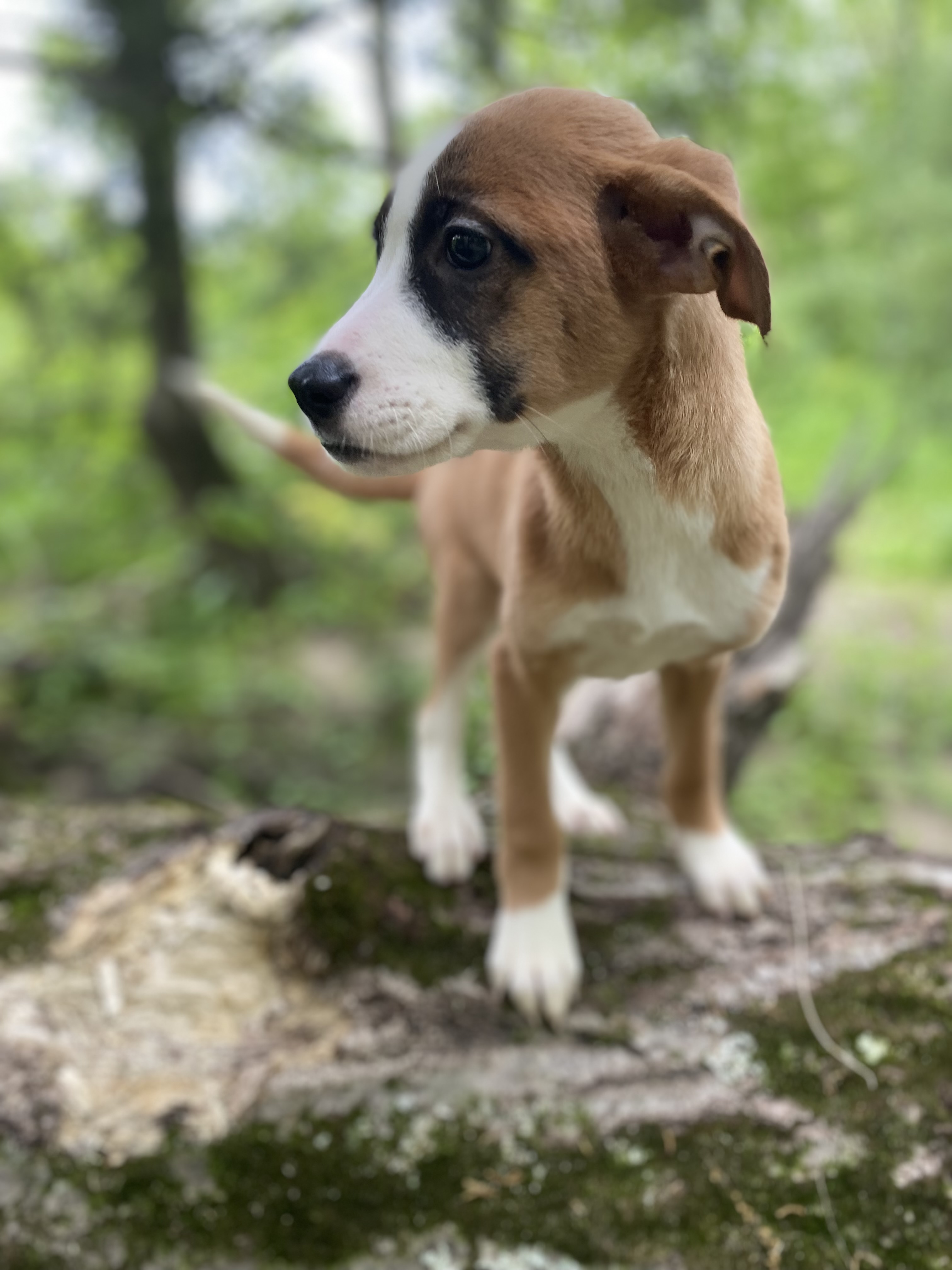 Dog for adoption - Blair, a Boxer & Terrier Mix in Woodbury, CT | Petfinder