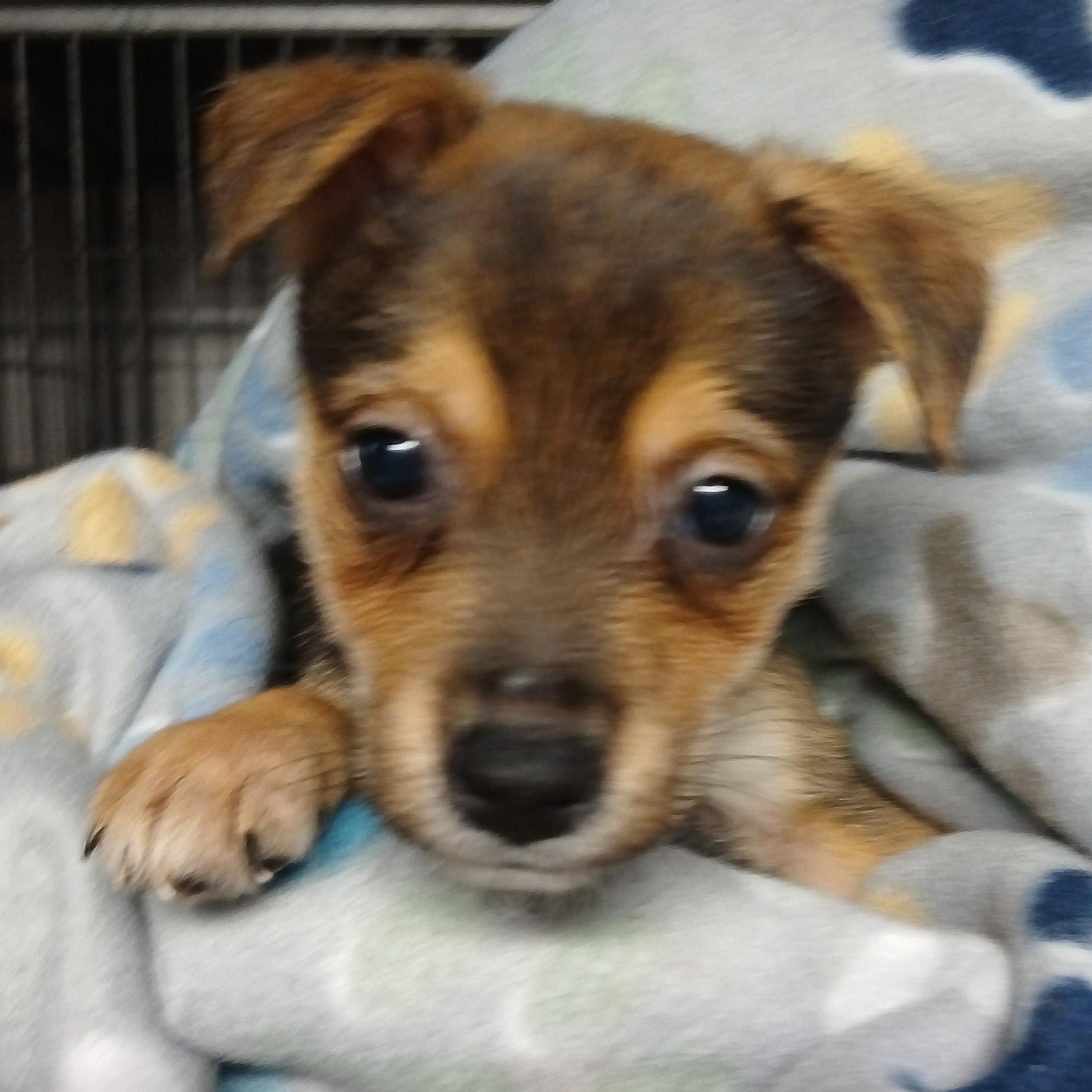 Dog for adoption - Yambo, a Rhodesian Ridgeback Mix in Danville, VA ...