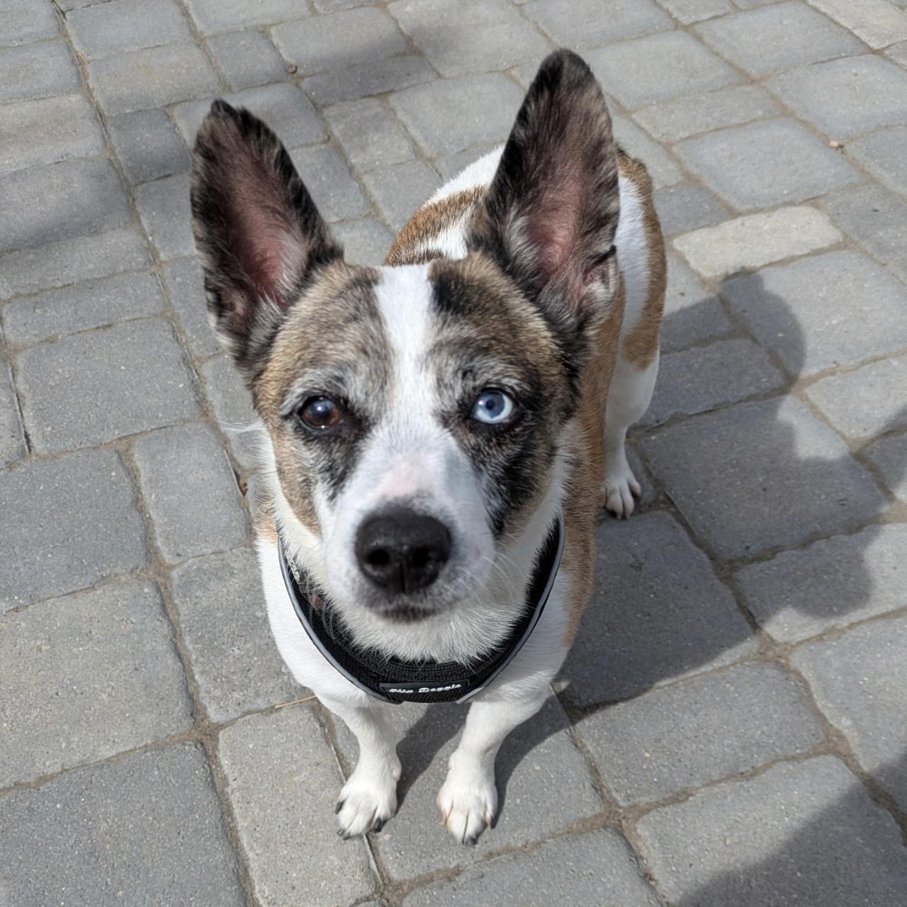 Dog for adoption - Freddy, a Corgi & Jack Russell Terrier Mix in ...