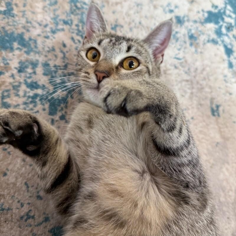 Cat for adoption - Lovebug Ward, a Domestic Short Hair & Tabby Mix in ...