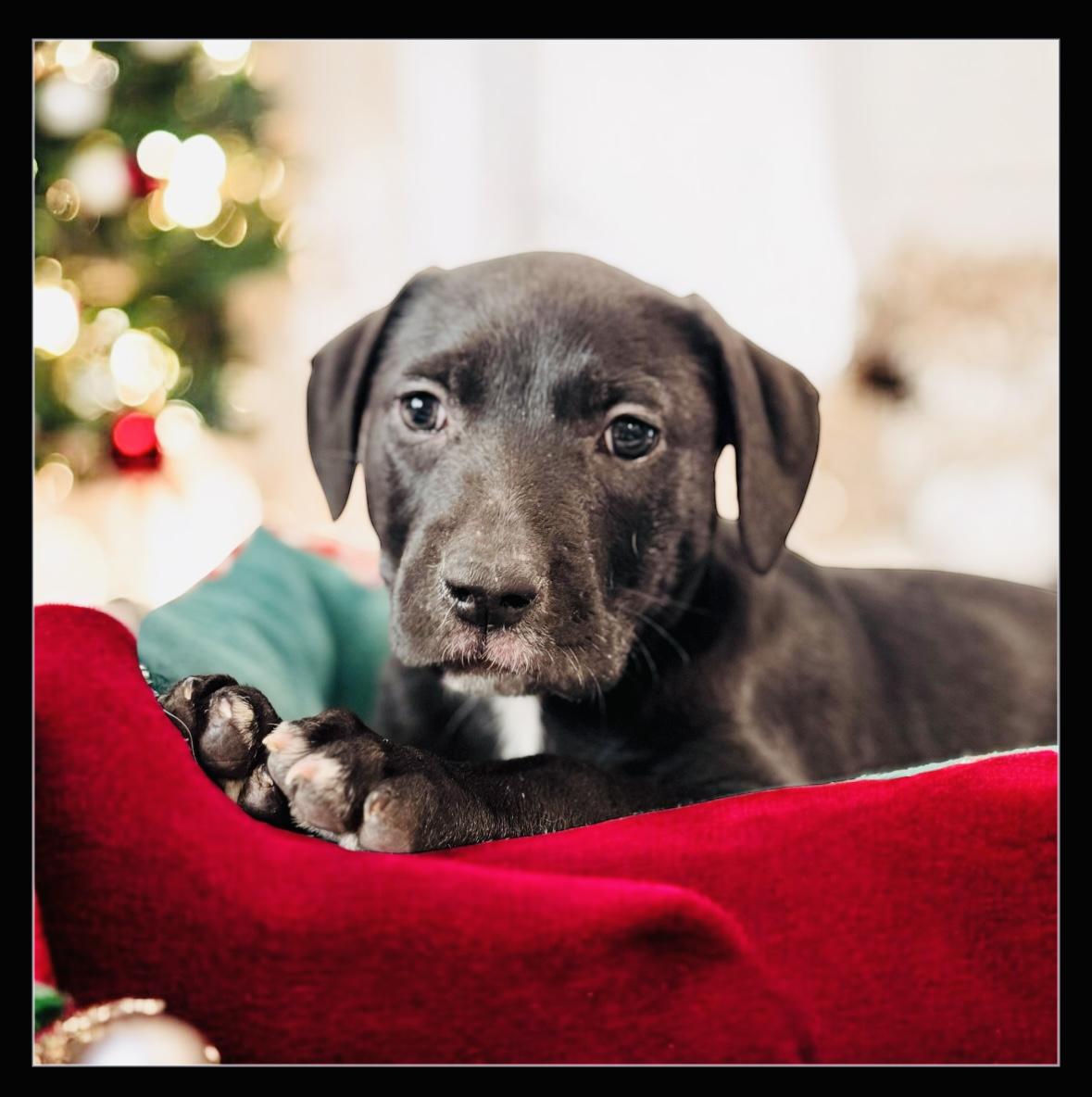Dog for adoption - Gunner, a Black Labrador Retriever Mix in Harrisburg ...
