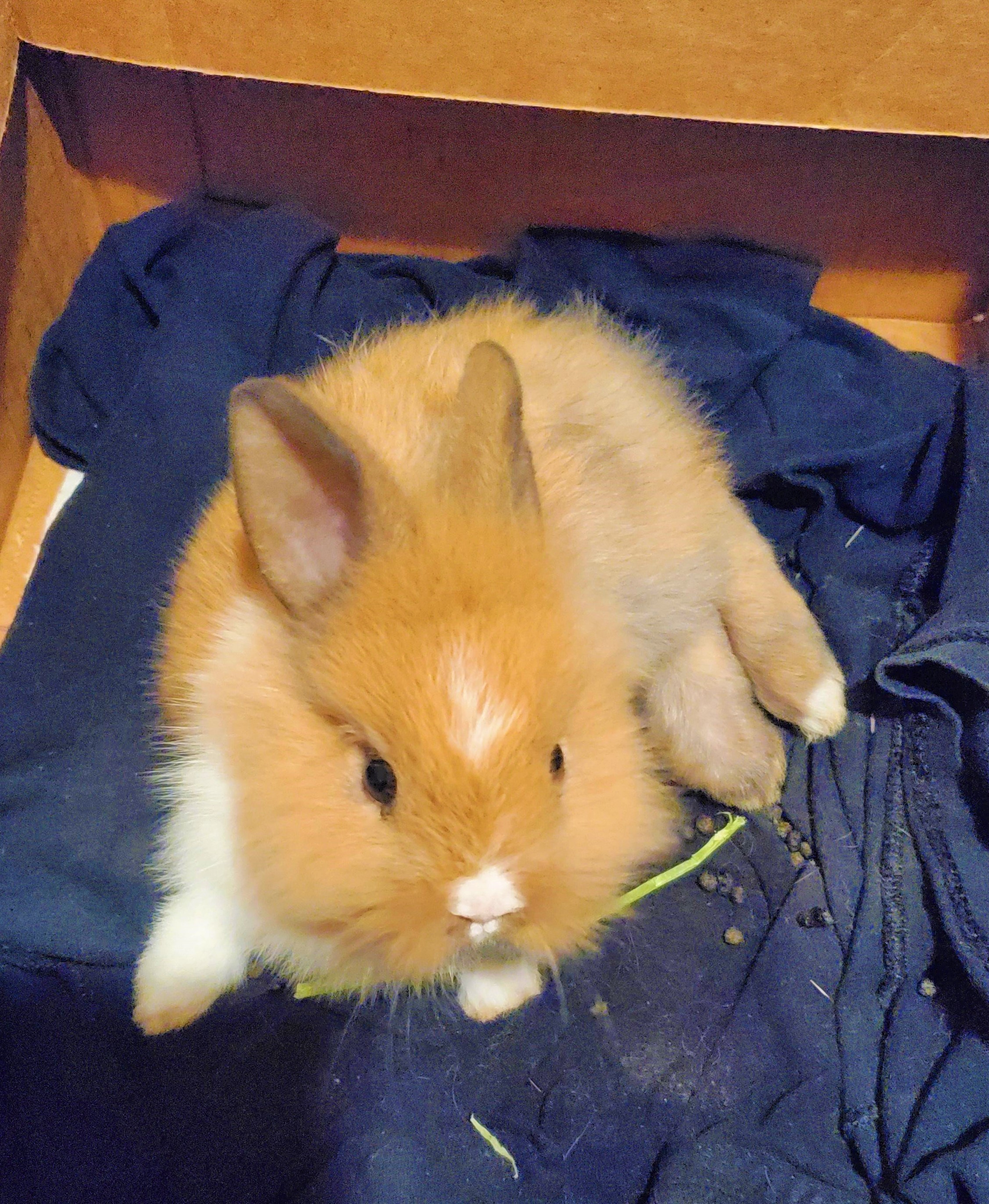 Rabbit for adoption - Sweet Pea, a Dutch Mix in Los Angeles, CA | Petfinder