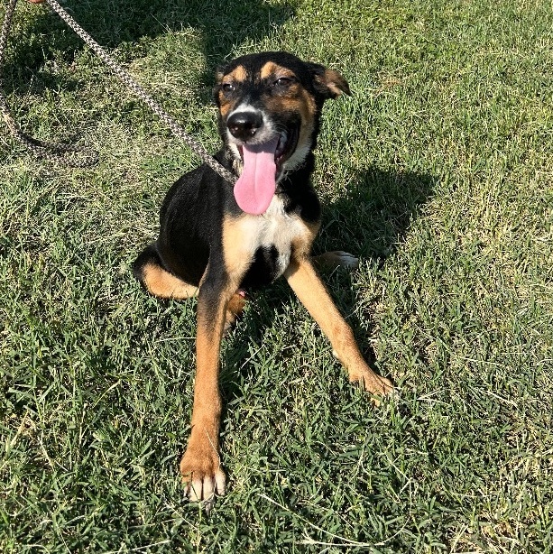 Dog for adoption - Lilo, an American Foxhound & Labrador Retriever Mix ...