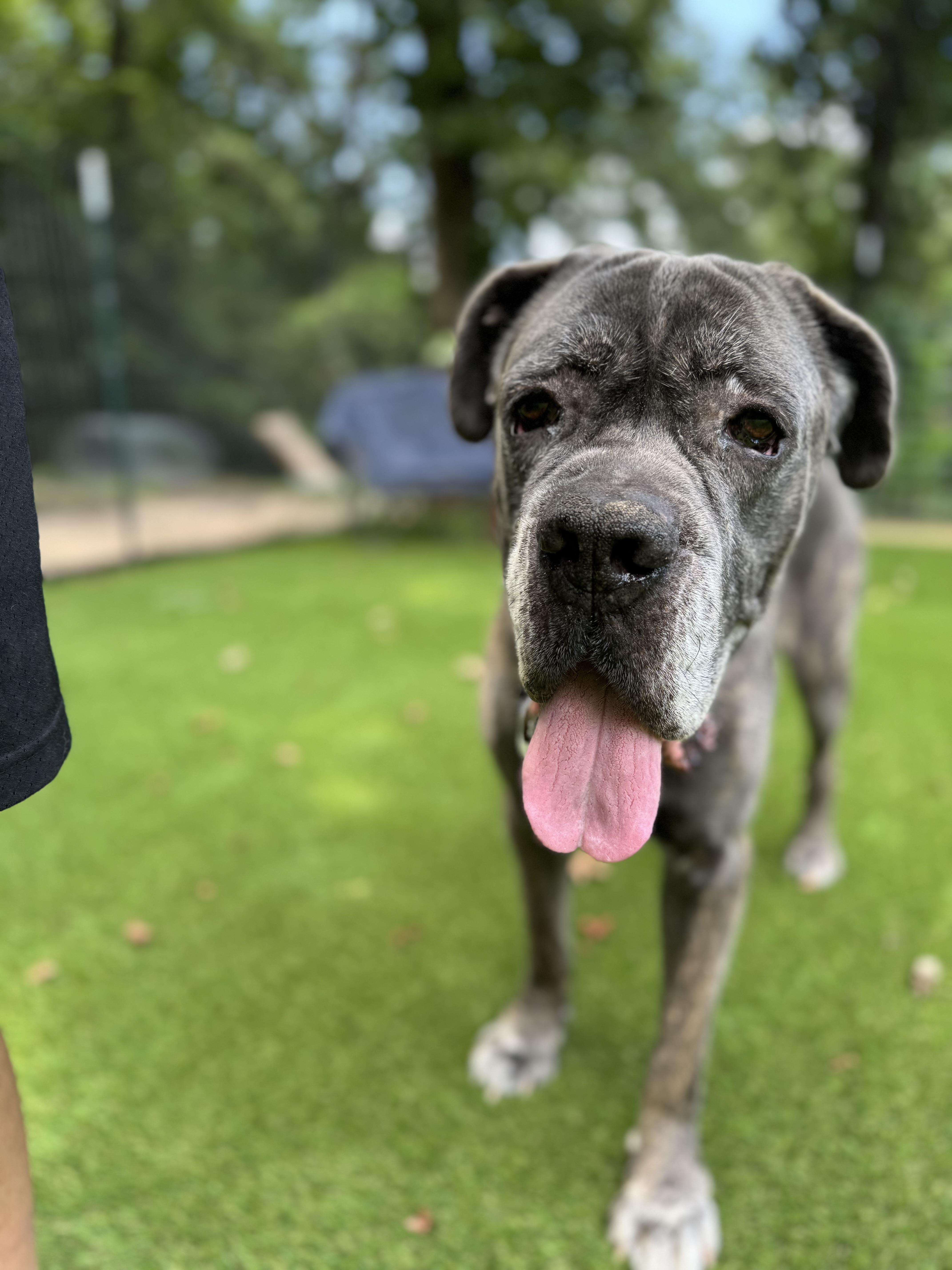 Dog for adoption - Scooby, a Cane Corso in Houston, TX | Petfinder