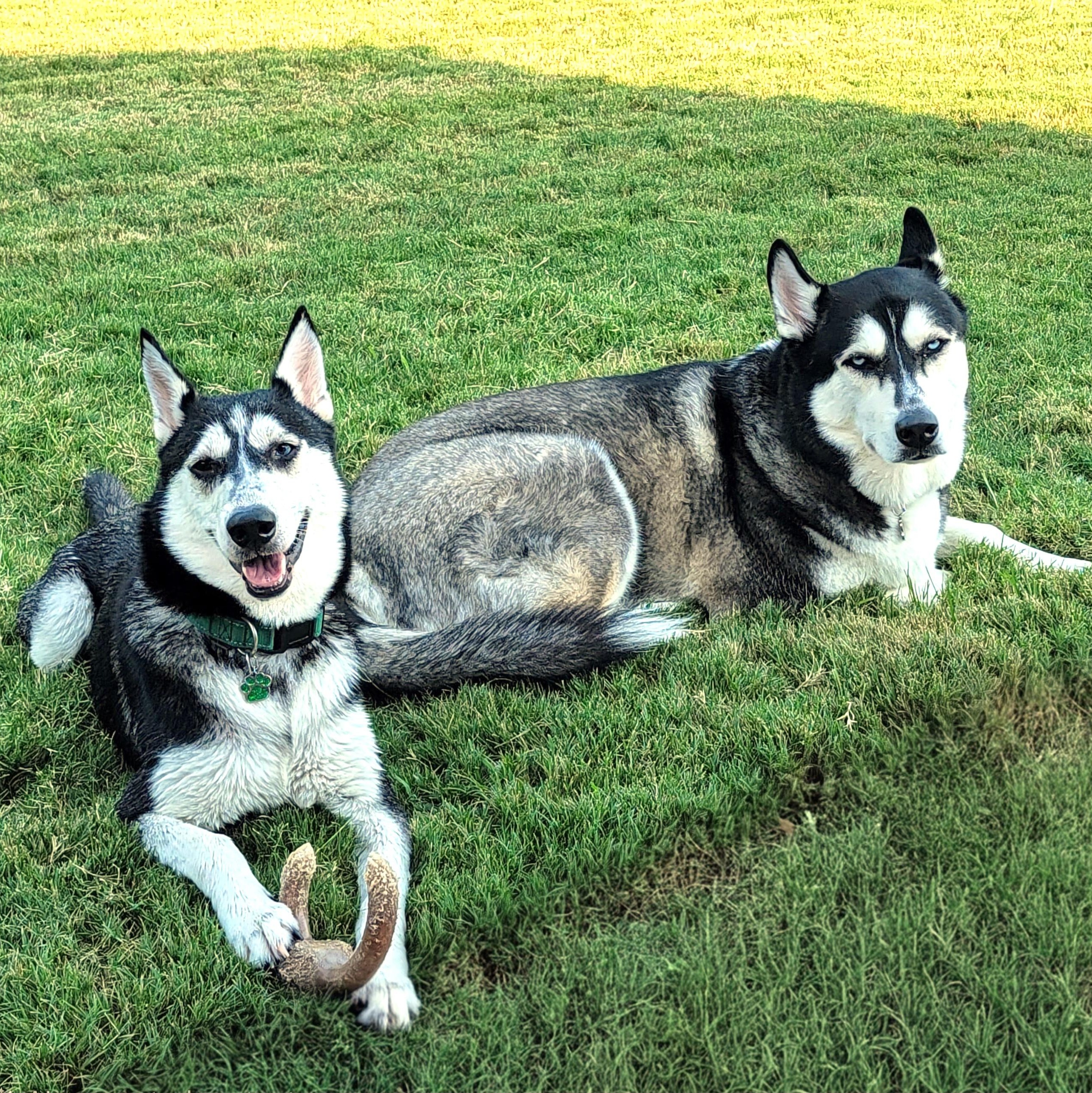 Dog for adoption - Tala, a Husky Mix in St Joseph, MI | Petfinder