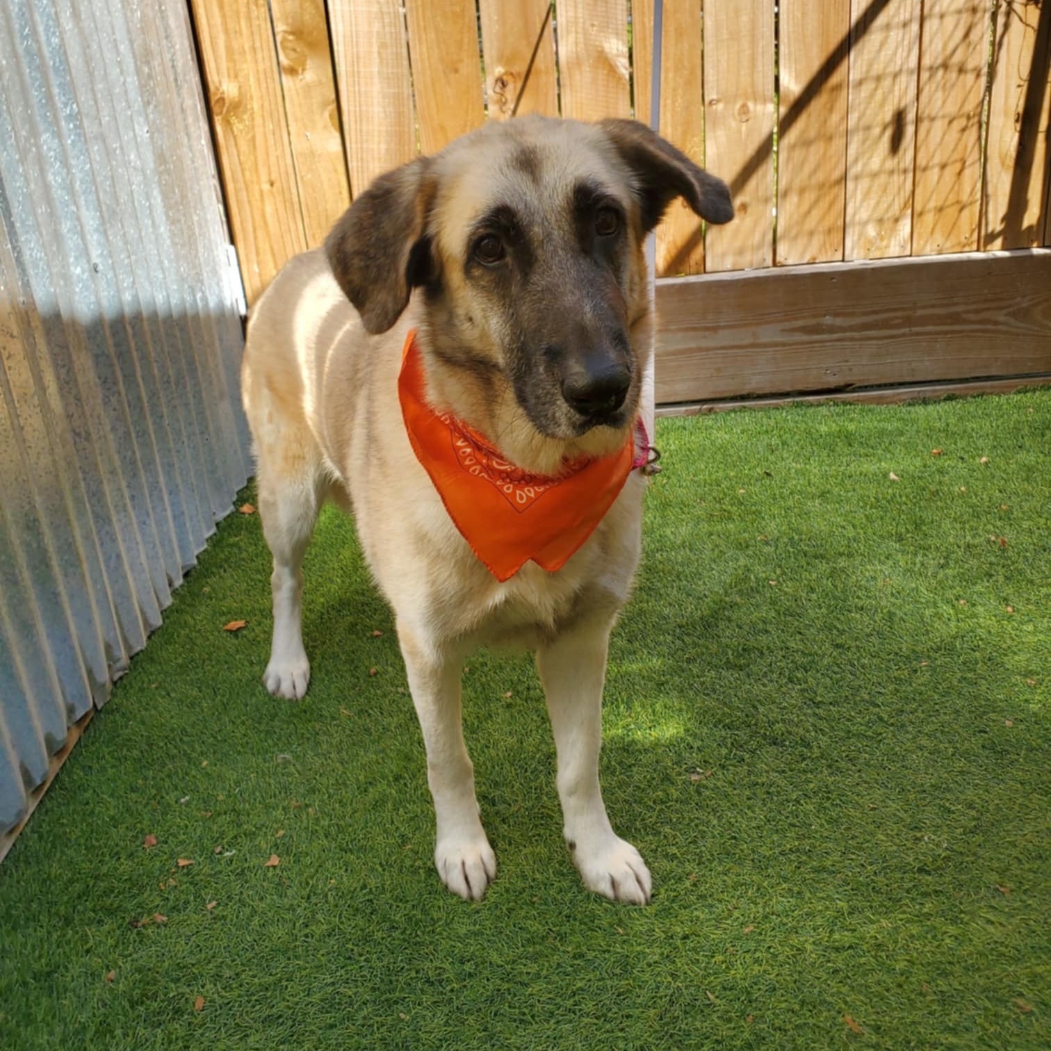 Dog for adoption - Amy, a German Shepherd Dog Mix in Bellingham, WA ...