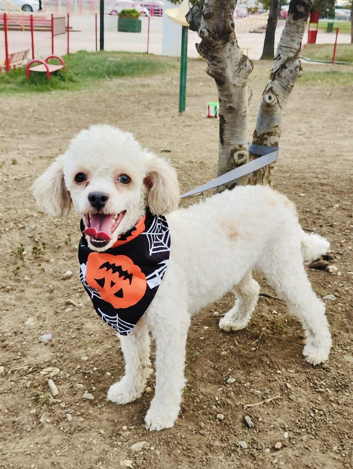 Dog for adoption - Toby, a Miniature Poodle Mix in Milford, PA | Petfinder