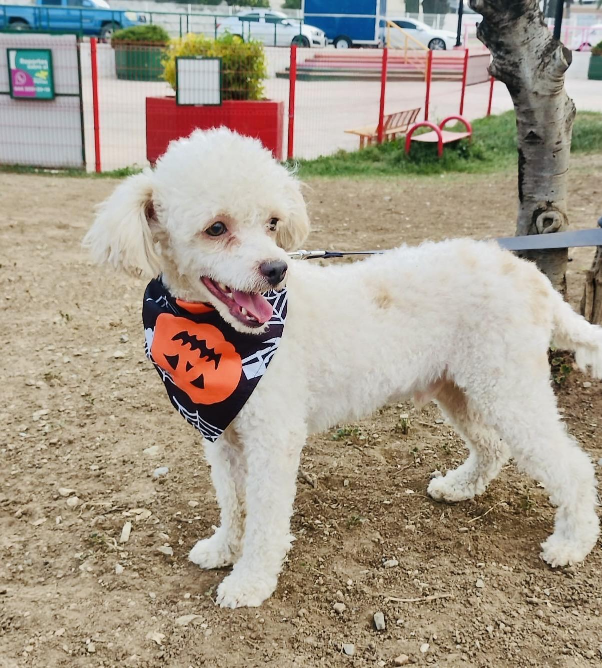 Dog for adoption - Toby, a Miniature Poodle Mix in Milford, PA | Petfinder